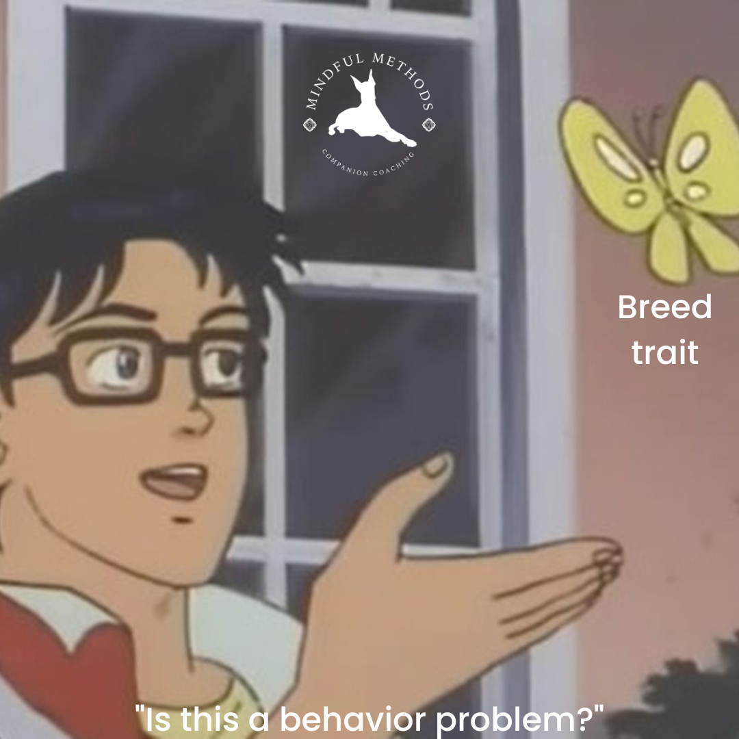 Fish Out of Water: Behavior Problem or Breed Trait? — Mindful Methods ...