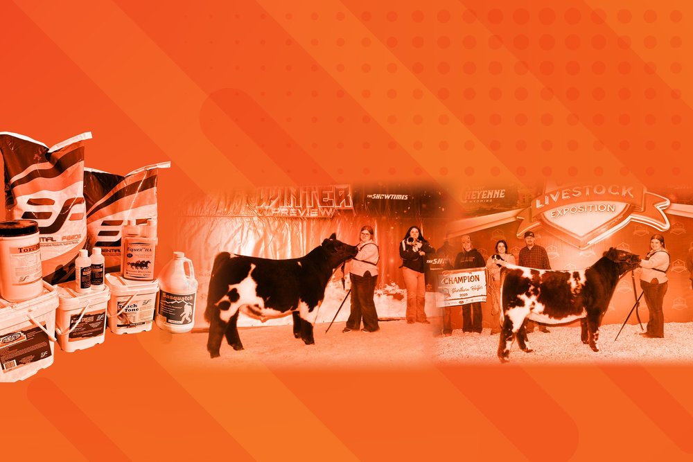 Cattle — Essential Feeds