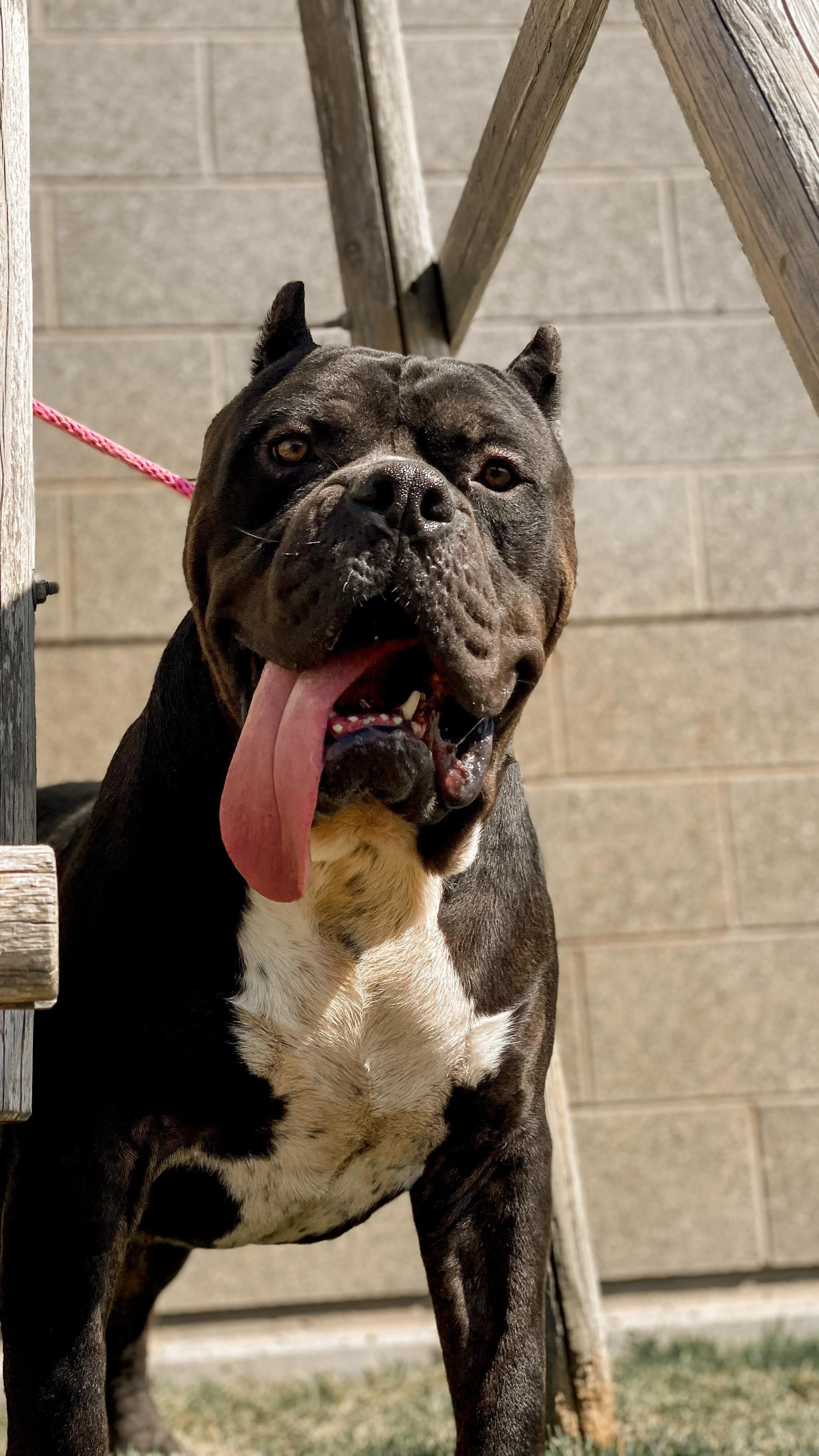 How to crate train a puppy — FSO Dog Training