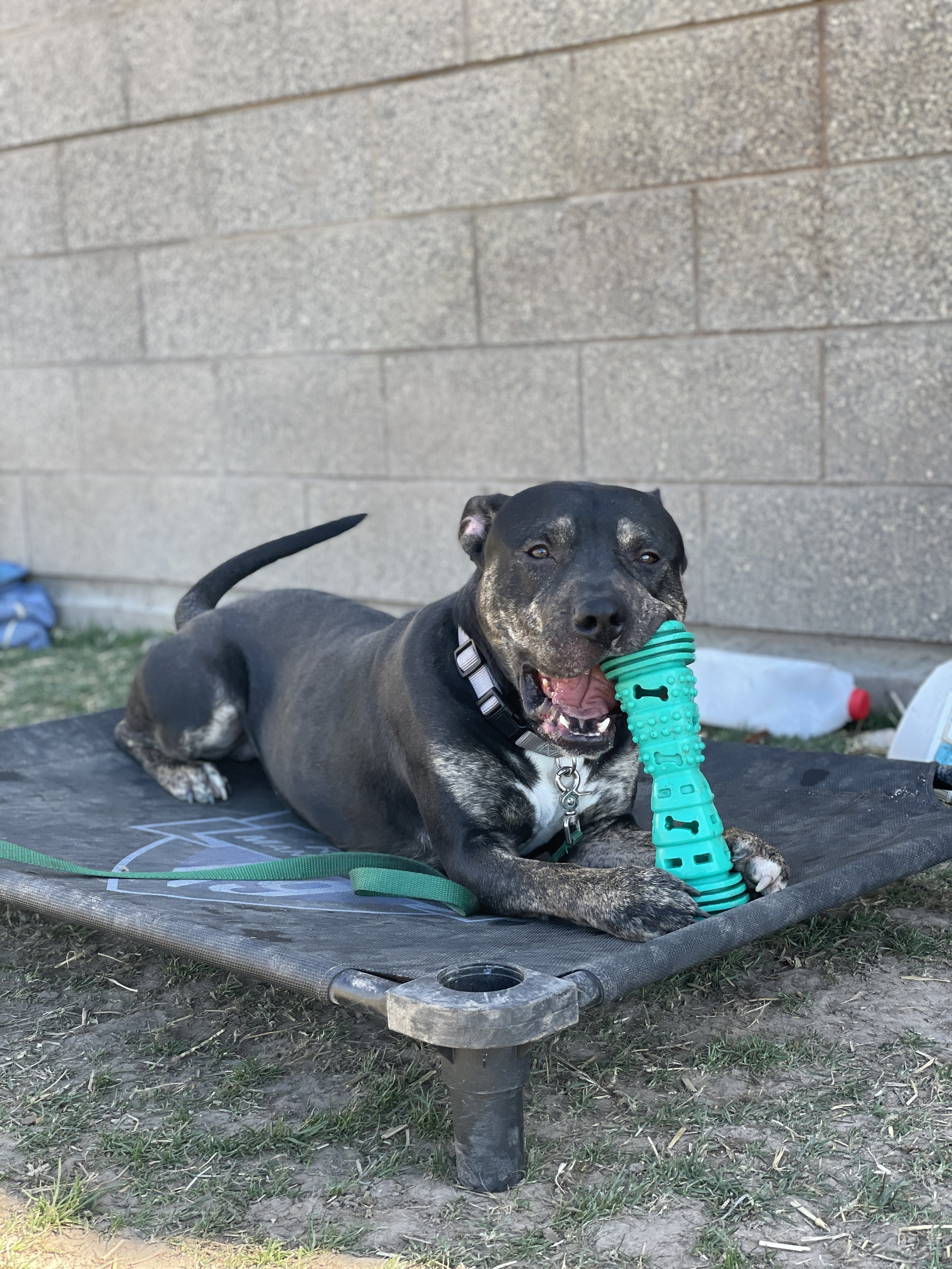 FSO Dog Training | Helping Dogs & Owners | Free Resources & Affordable ...