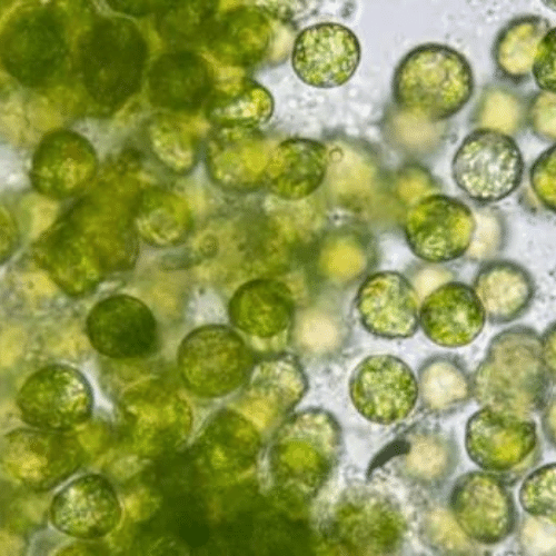 Chlorella Microscope