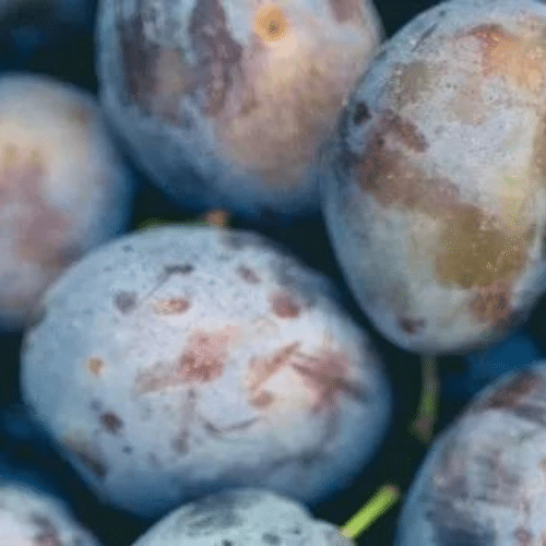 Probiotic Shot Ingredient Gubinge Plum — Extremely Alive Probiotics