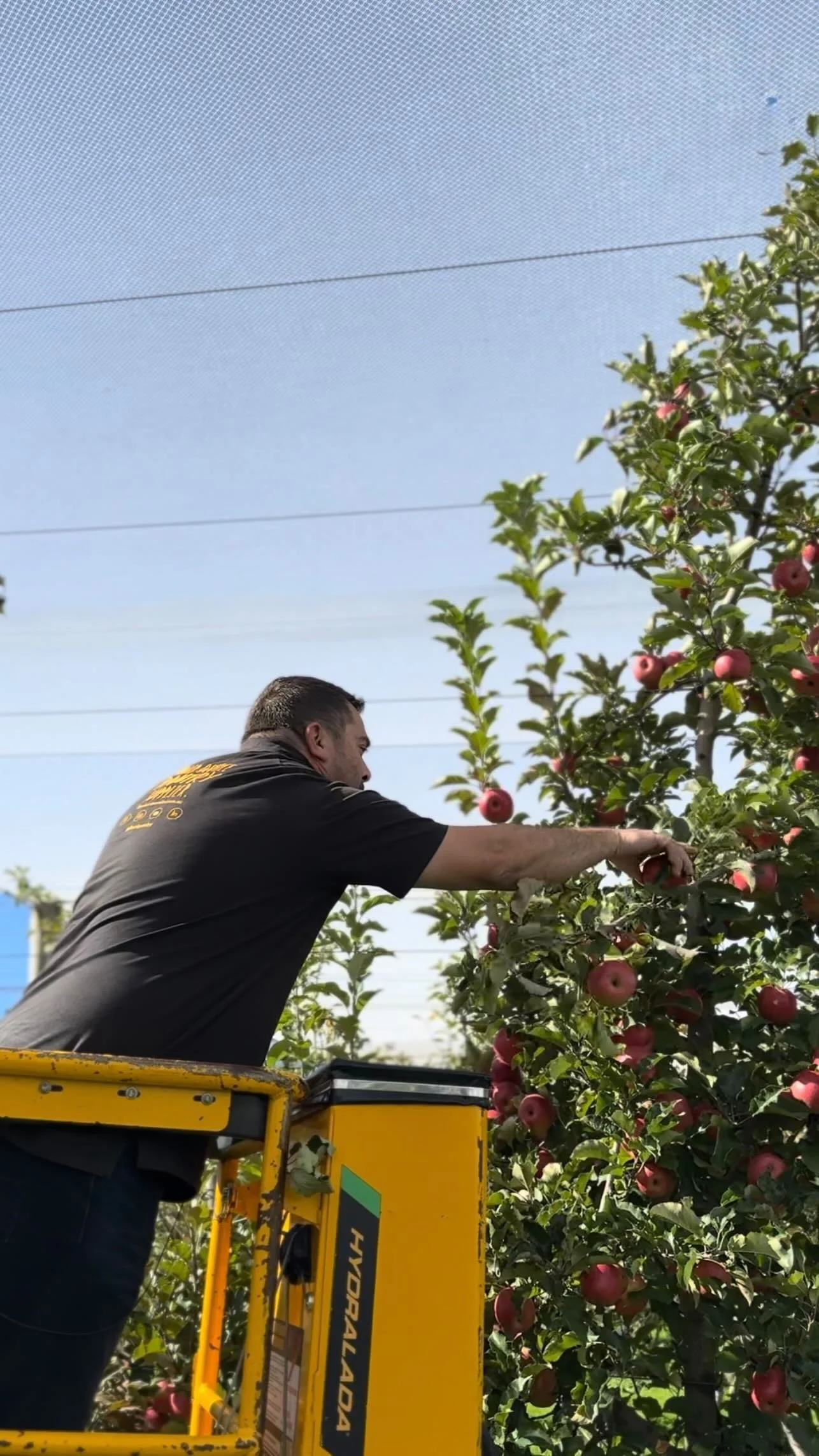 iFresh Your Source for Fresh Fruit Delivery & Workplace Essentials