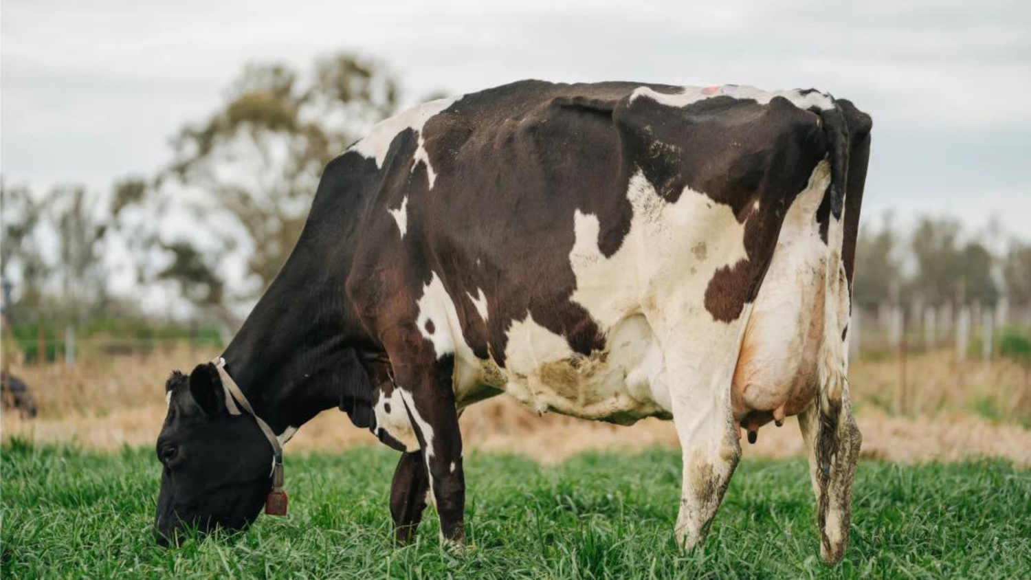 Milk Delivery in Sydney | Fresh Milk Delivery Near Me — Ifresh ...