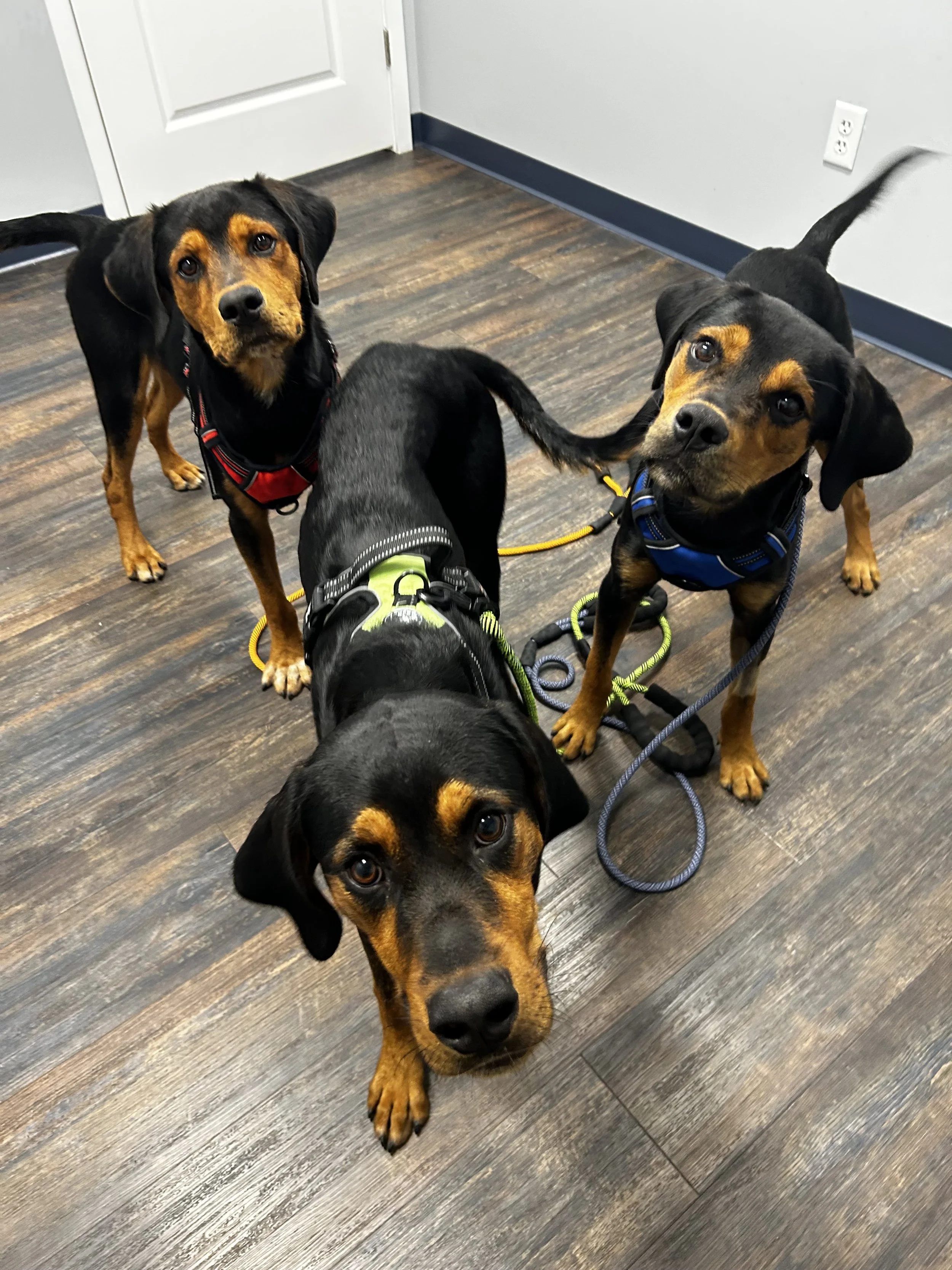 Rottweiler Blue Tick Coonhound Mix
