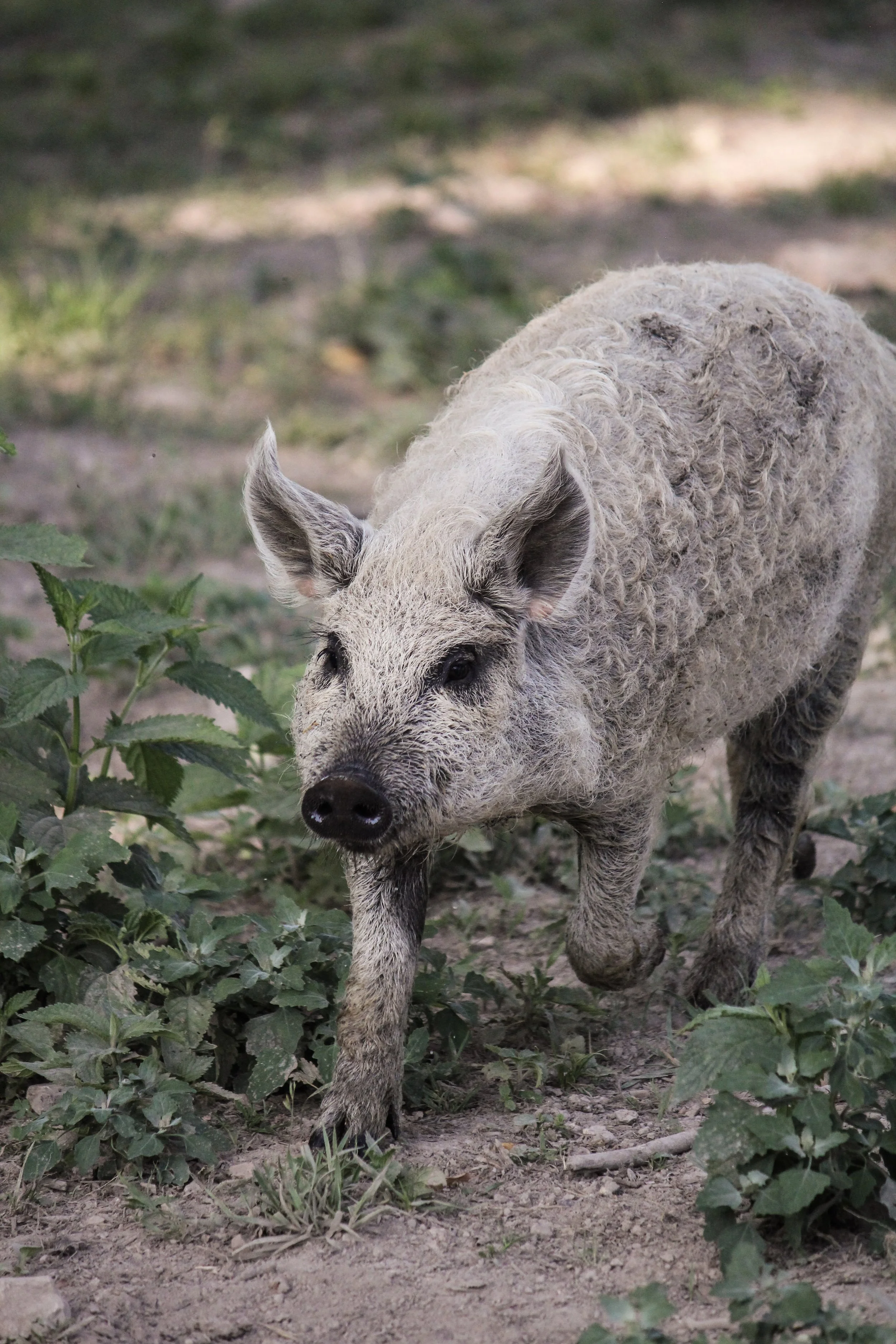 Mangalitsa — WestMaid Farms