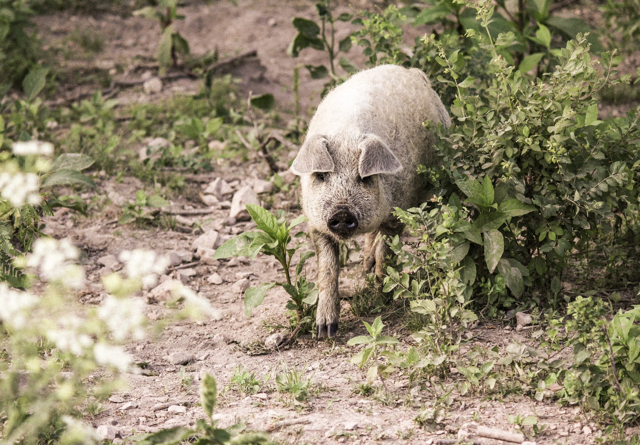 Farm Raised Fresh Mangalitsa Pork — WestMaid Farms