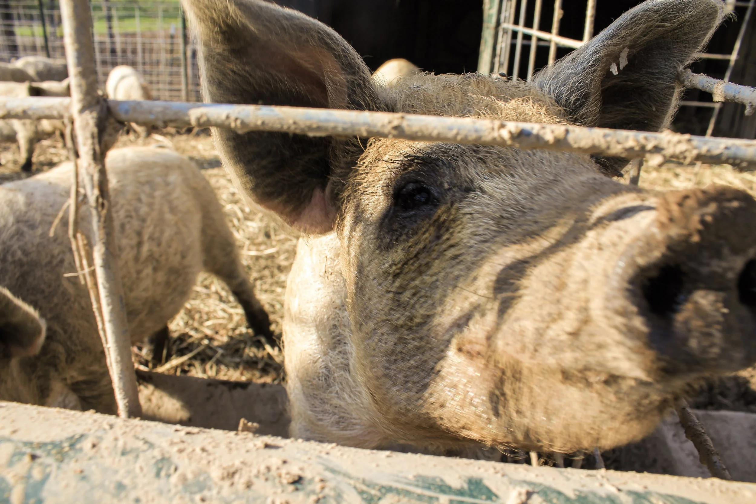 Mangalitsa — WestMaid Farms