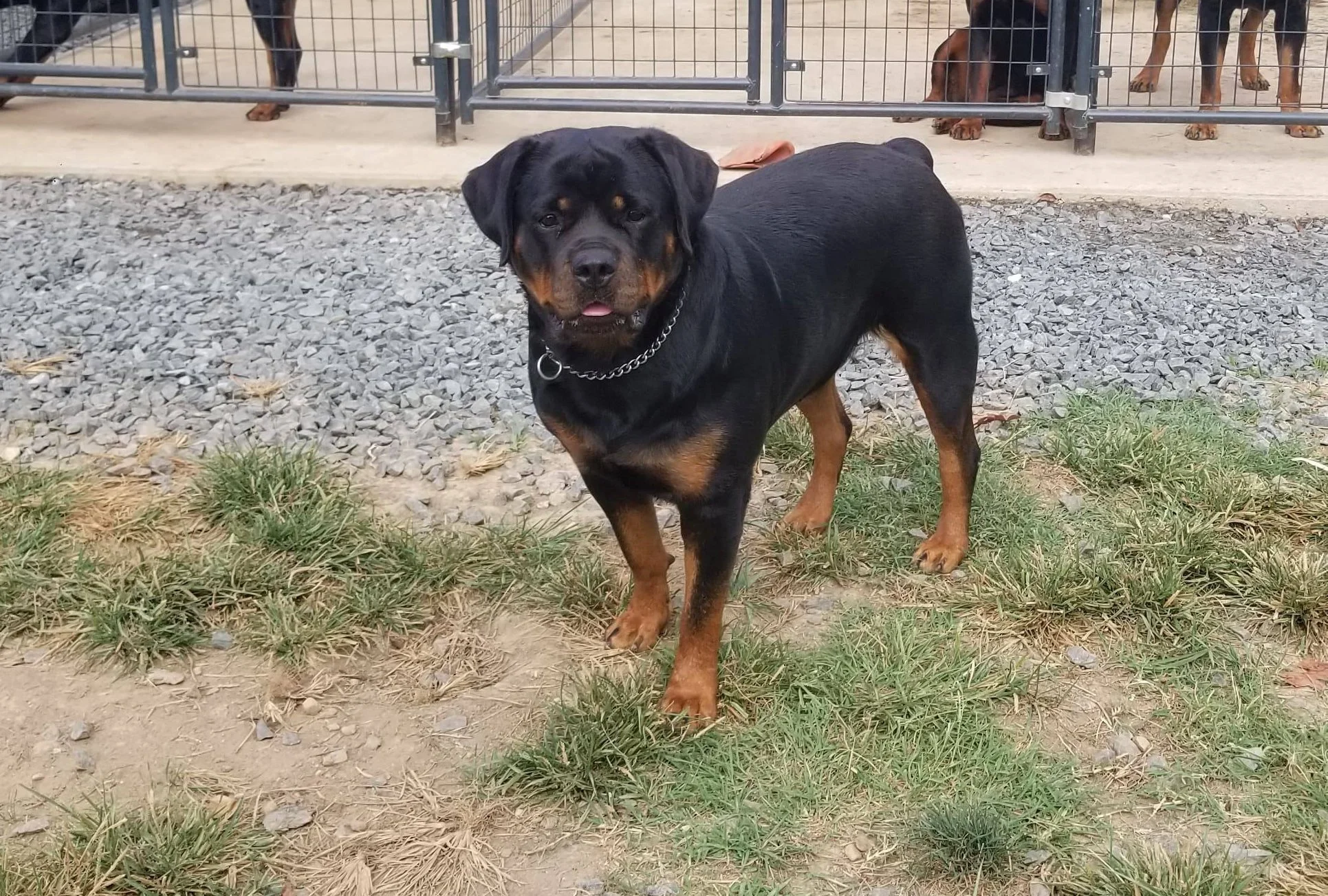 Our Dogs — Backwoods Boys Rottweilers