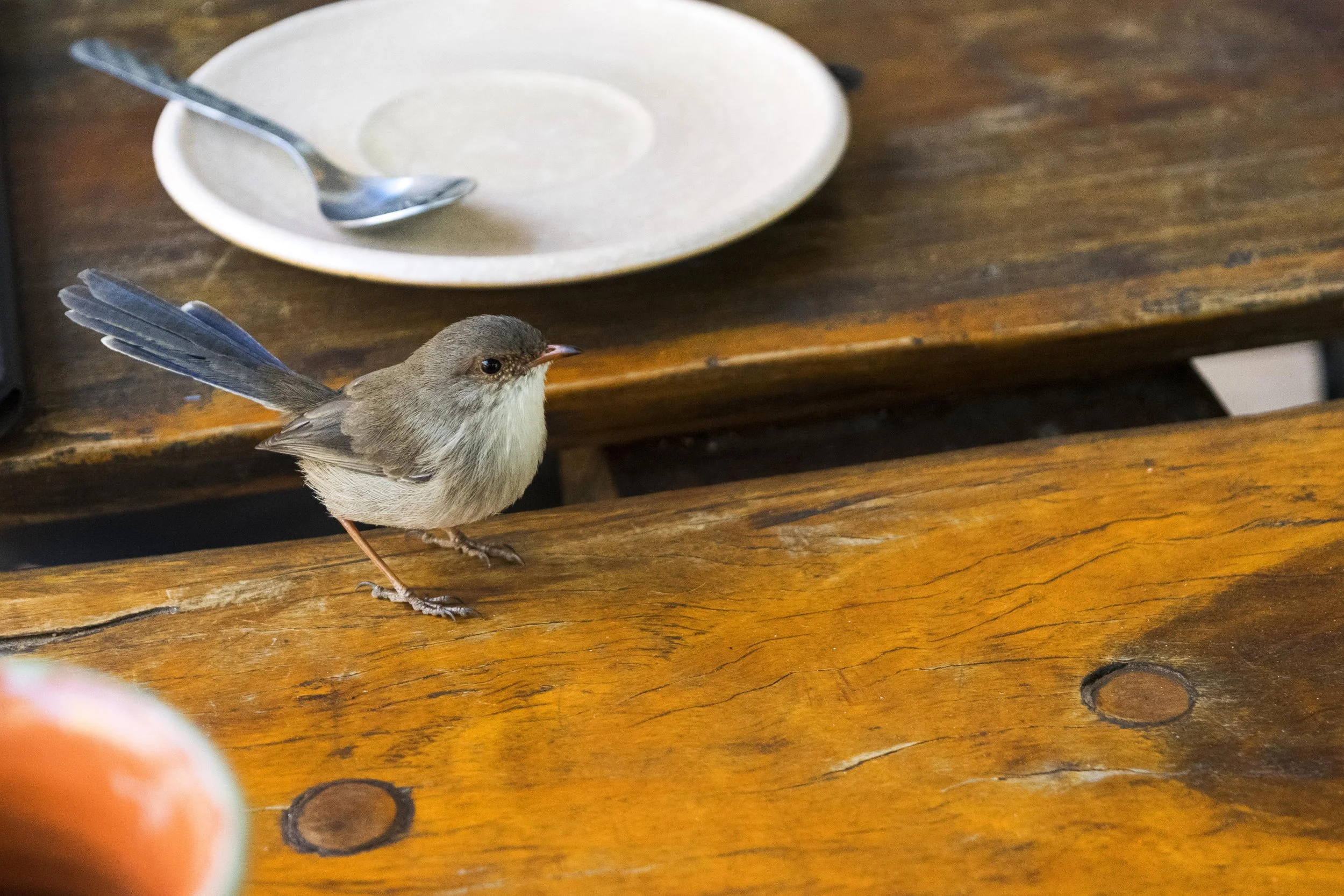 Blue Wren Cafe — Pilliga Pottery Creative Farmstay