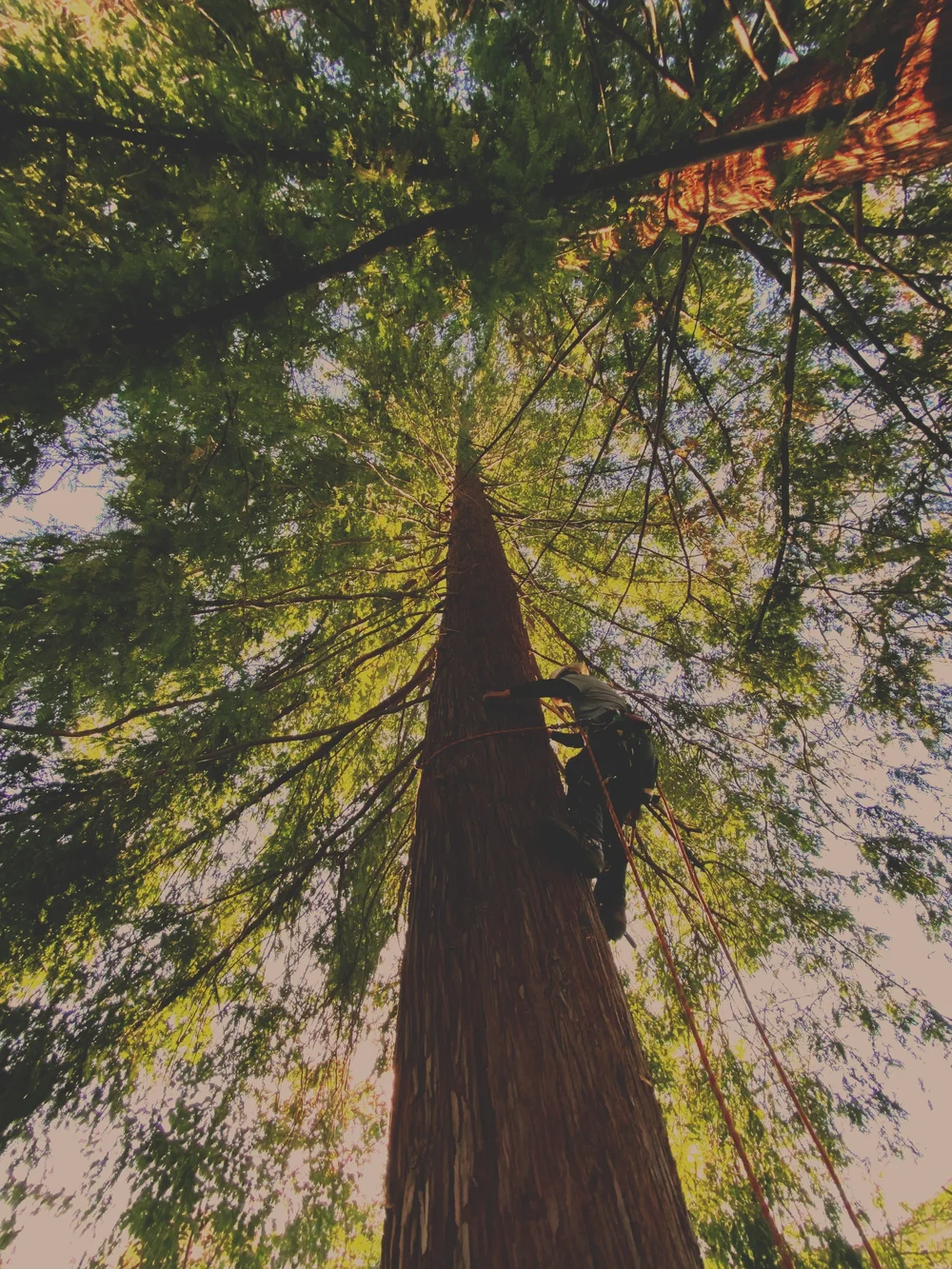 Monterey Tree Service