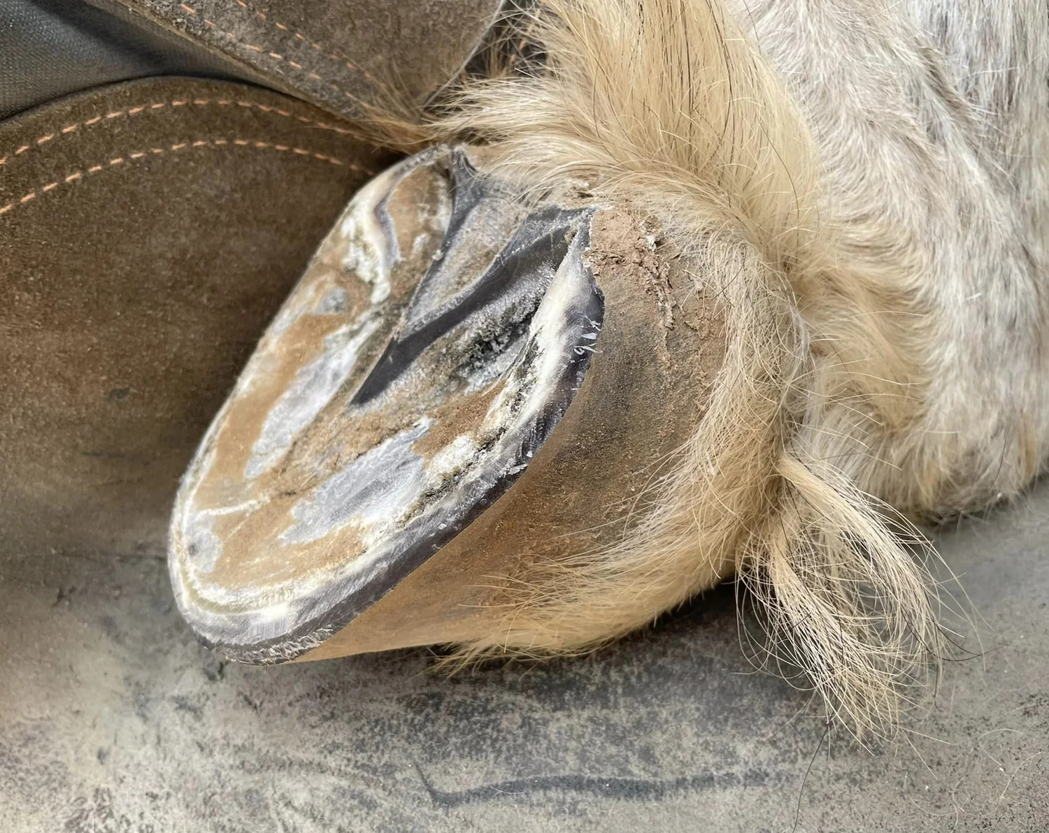 Hoof Builders Video Library — David Landreville