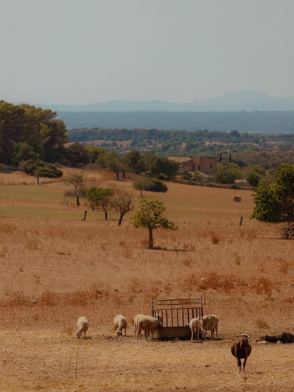 Where is Mallorca? A Short Introduction To It’s Location And History ...