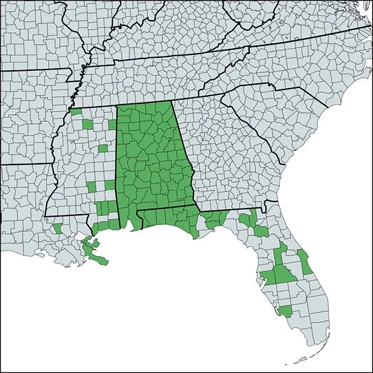 Projects — Wiregrass Archeology