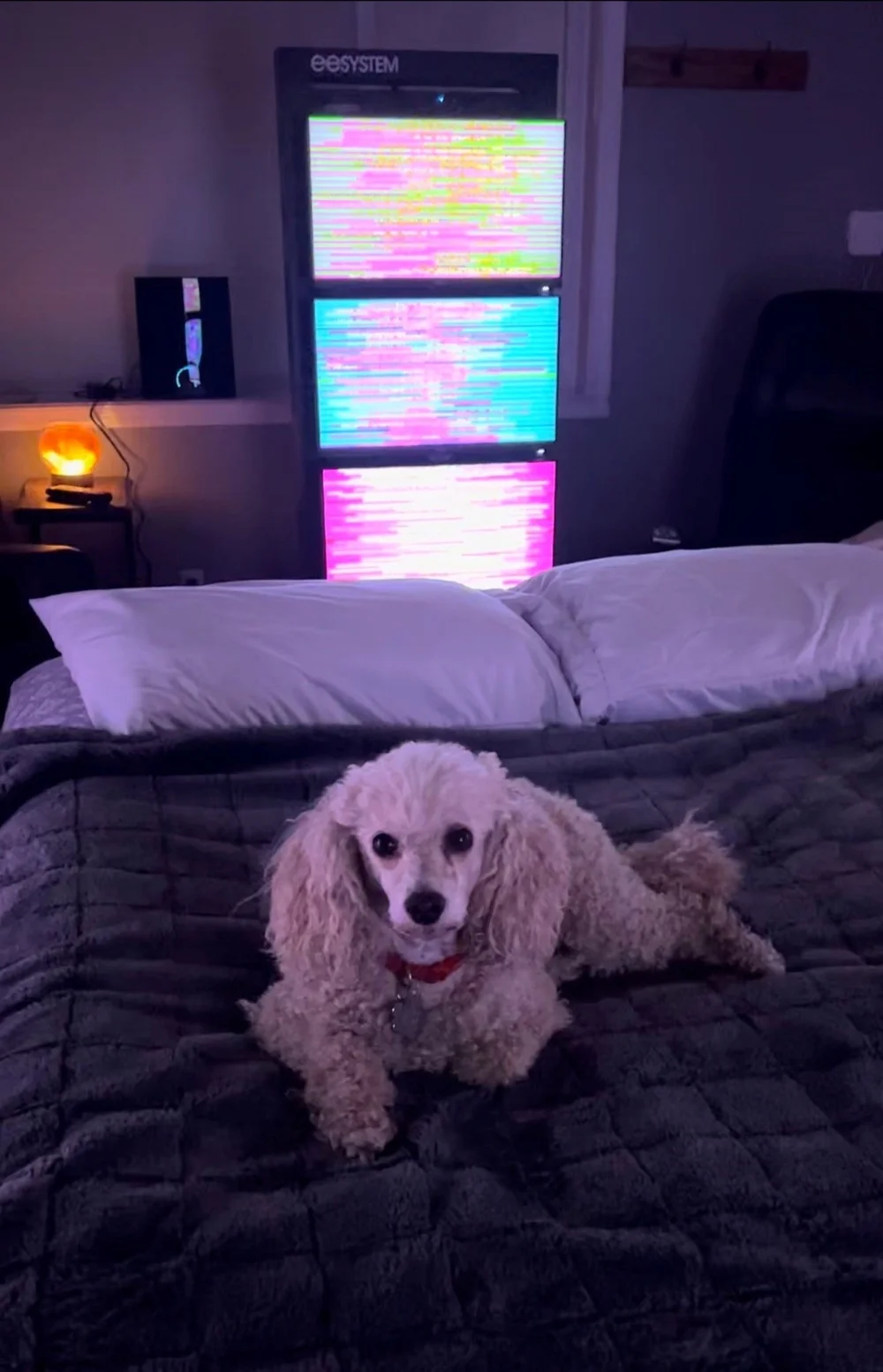 Quantum Wellness For Life | Enhance Your Well-Being Today