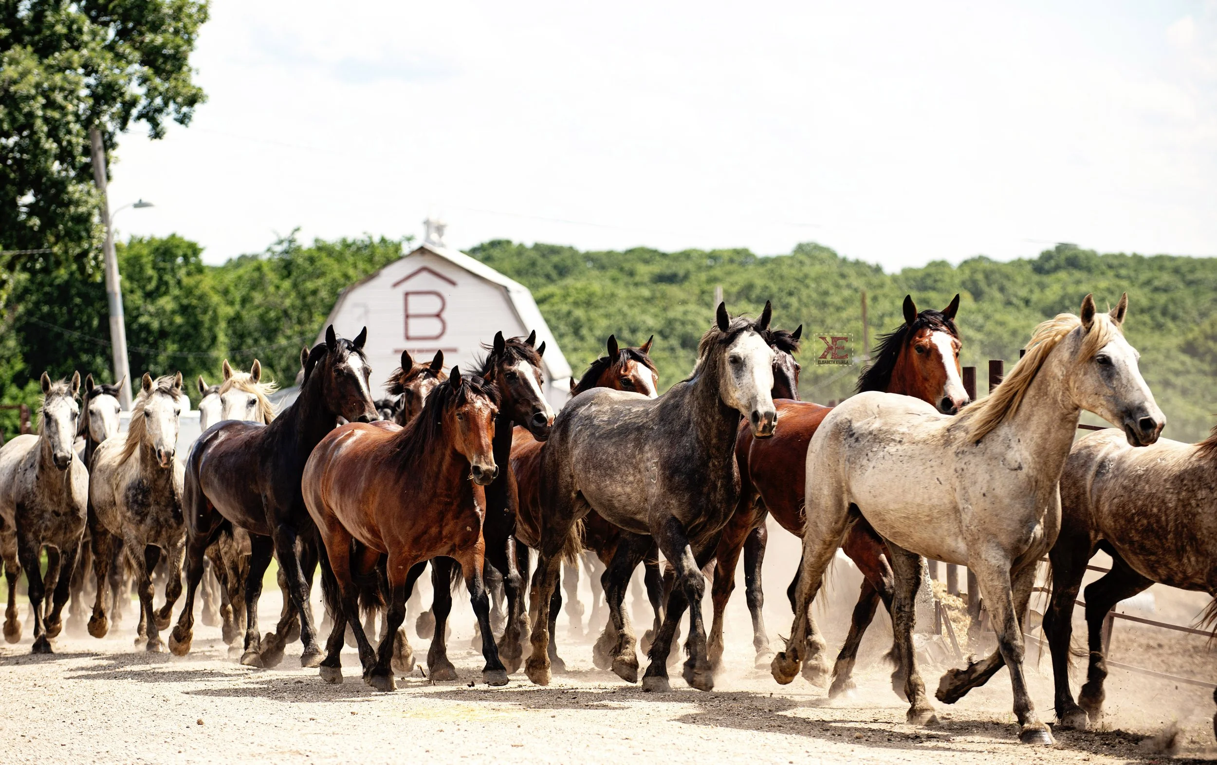 Stock Contractor — CherokeeRodeo