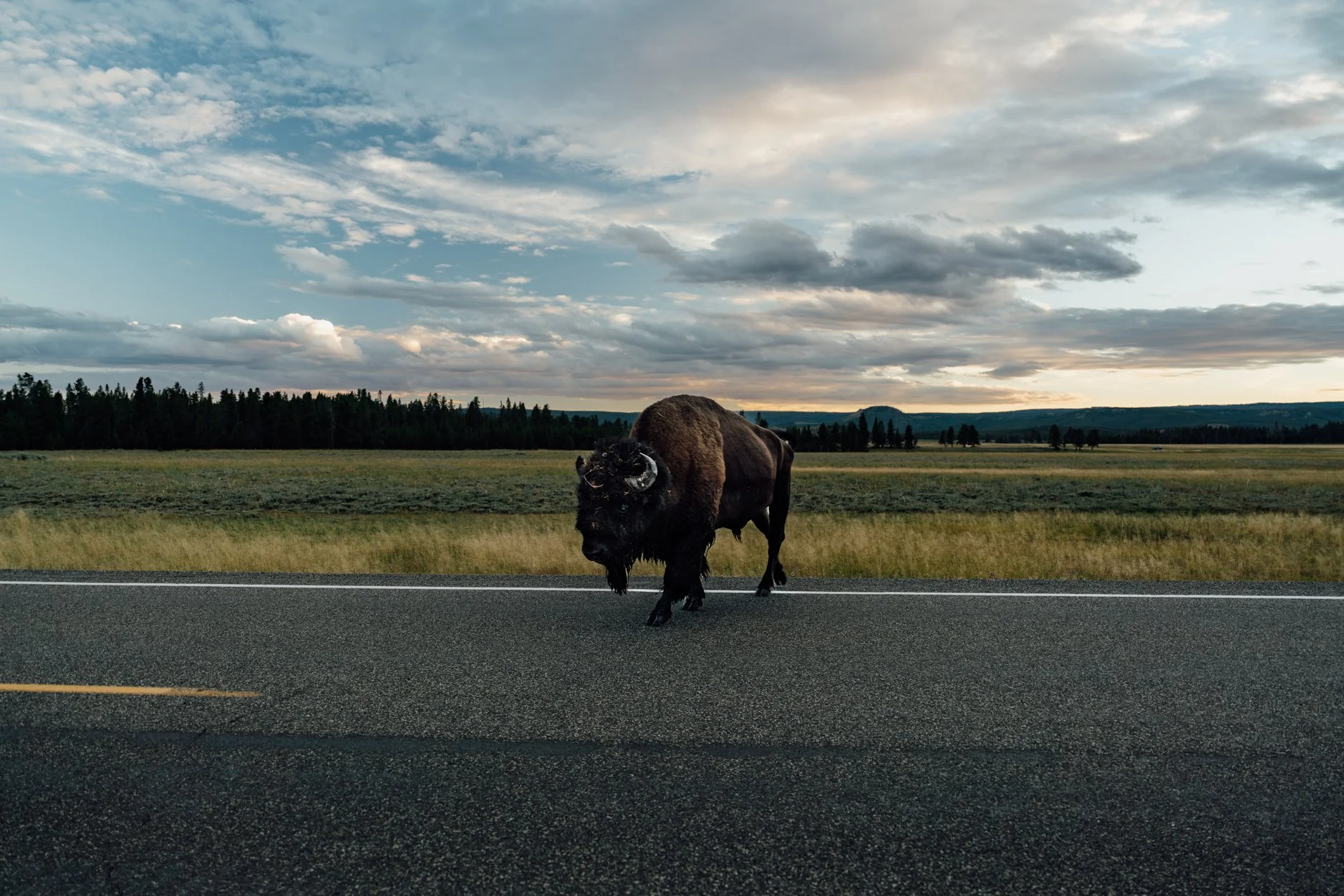 Yellowstone National Park Elopement Guide for 2024 — Tiana Olivia ...