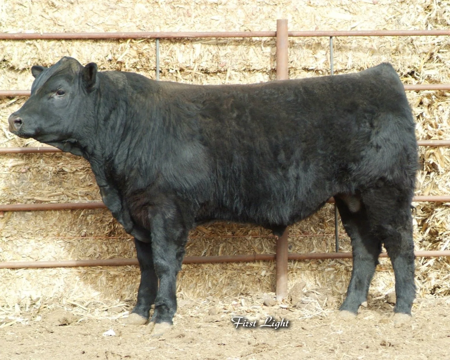 CAF Cattle Co. | High Quality Beef | Iliff, CO
