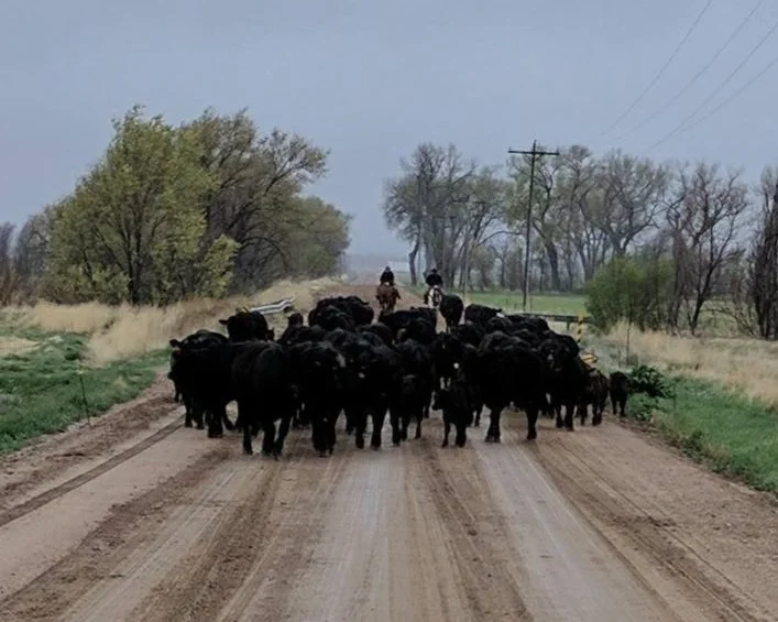 CAF Cattle Co. | High Quality Beef | Iliff, CO