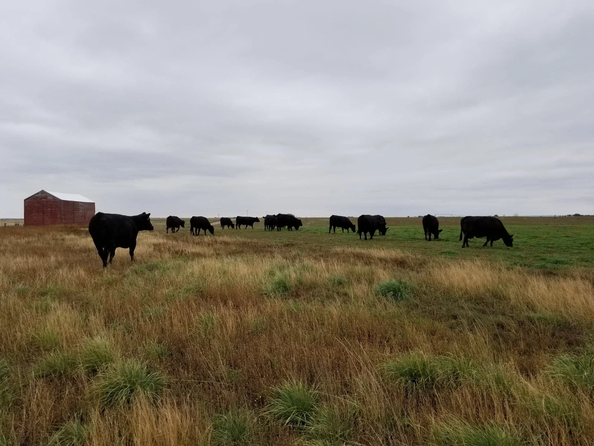 CAF Cattle Co. | High Quality Beef | Iliff, CO