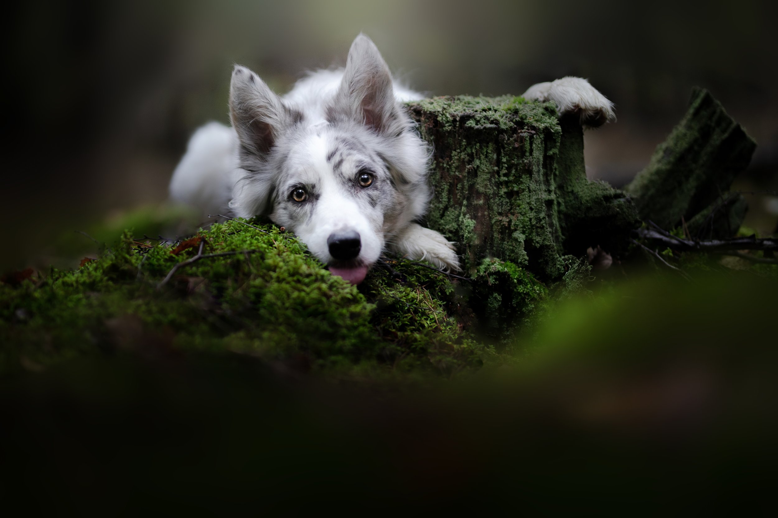 Shutterhound Dog Photography Conference Las Vegas - Alicja Zmyslowska — SHUTTERHOUND