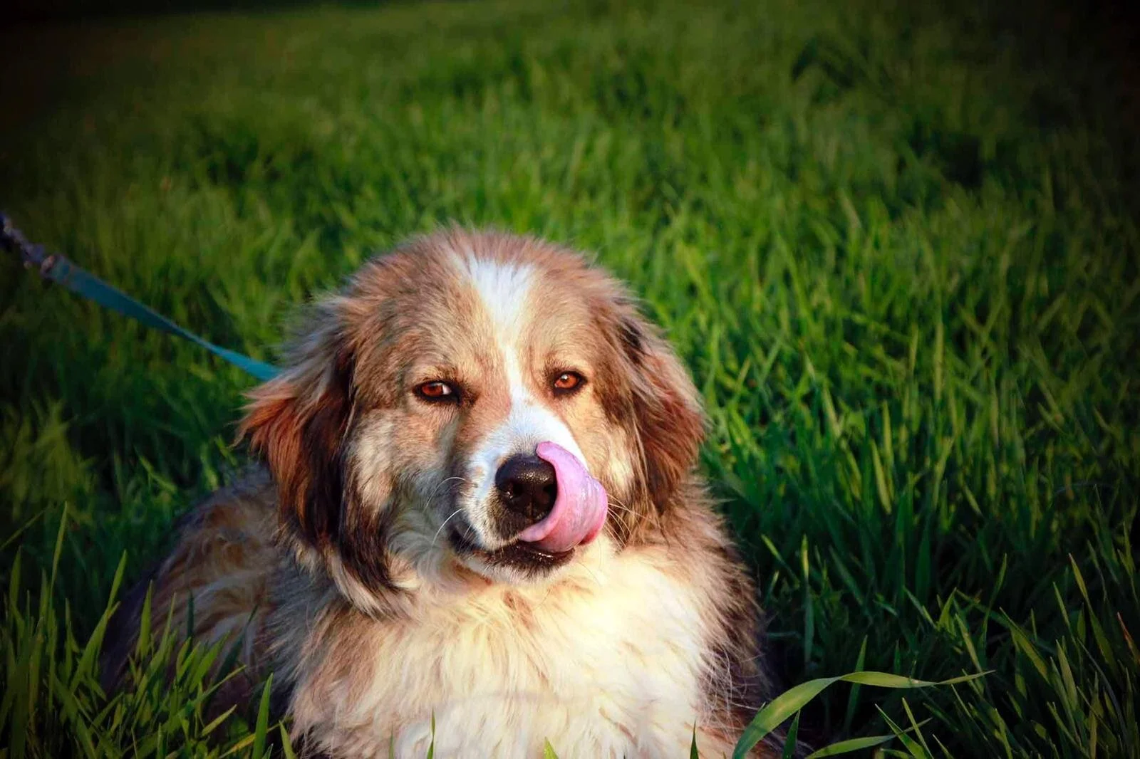 Rehome/Relinquishment for US pets — Street Dog Pals