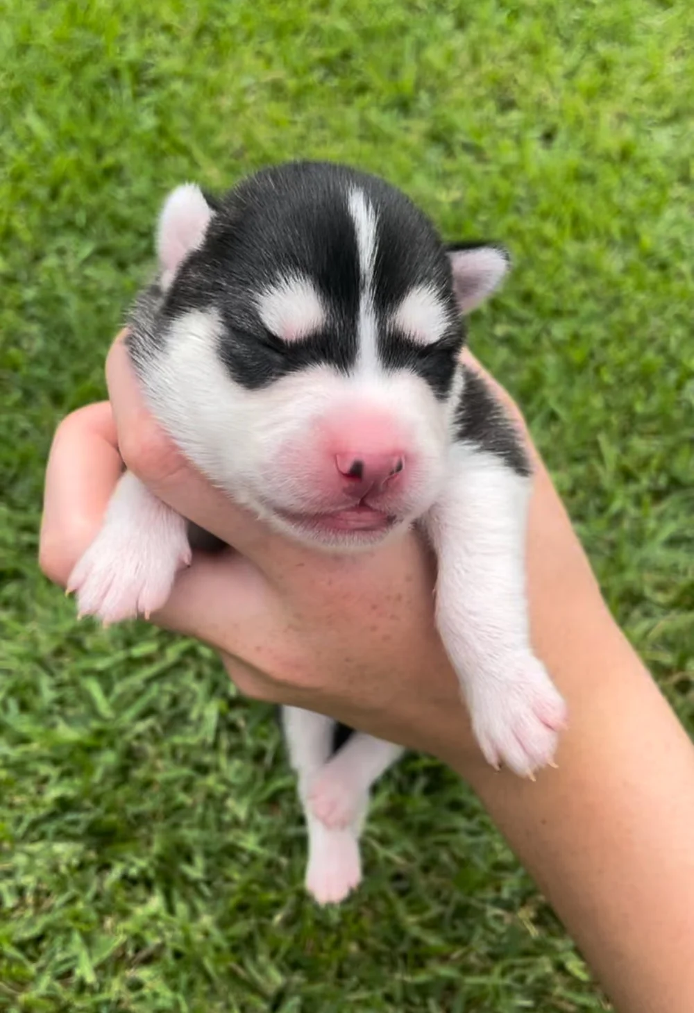 Available Puppies — Fluffy Duffy Puppies
