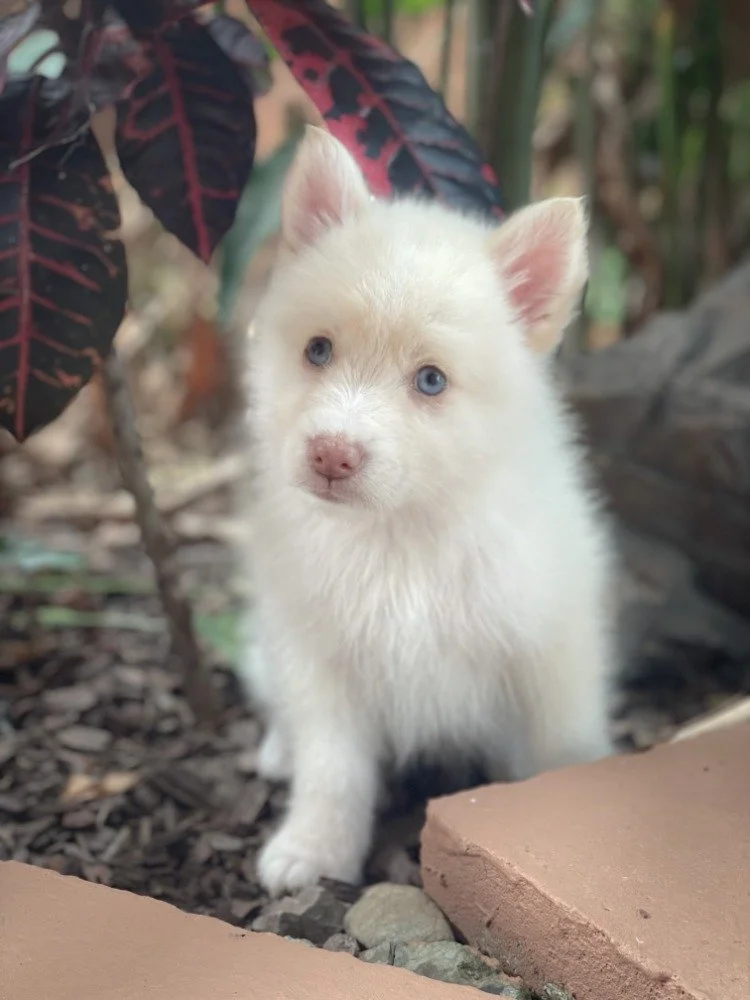 Available Puppies — Fluffy Duffy Puppies