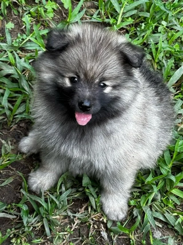 Sable Boy — Fluffy Duffy Puppies