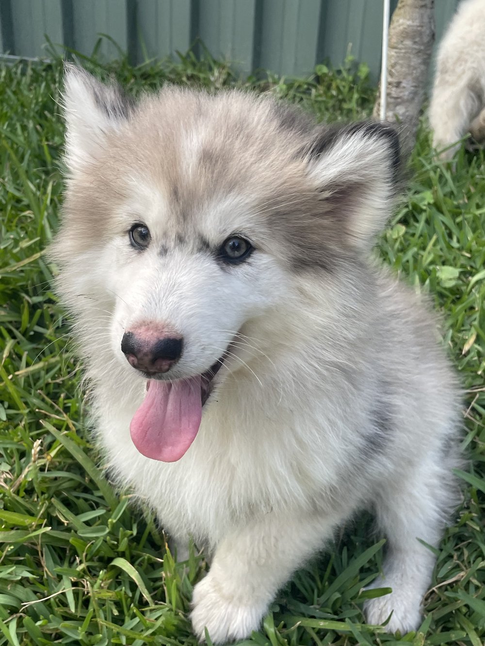 Available Puppies — Fluffy Duffy Puppies