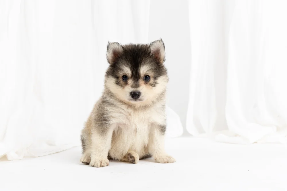 Available Puppies — Fluffy Duffy Puppies