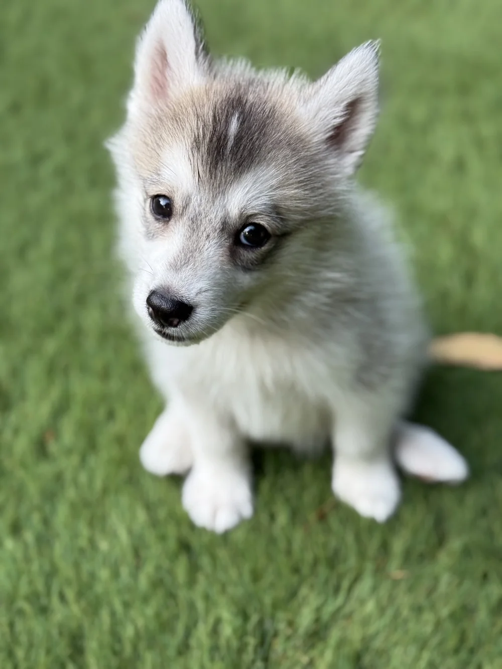 Available Puppies — Fluffy Duffy Puppies