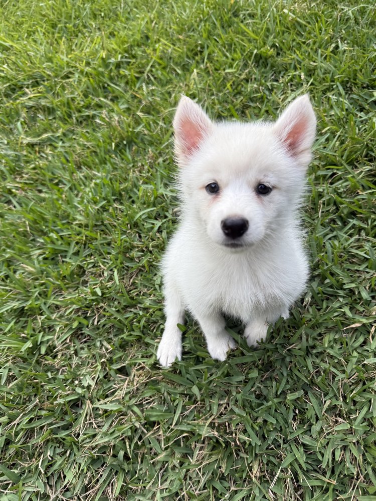 Available Puppies — Fluffy Duffy Puppies