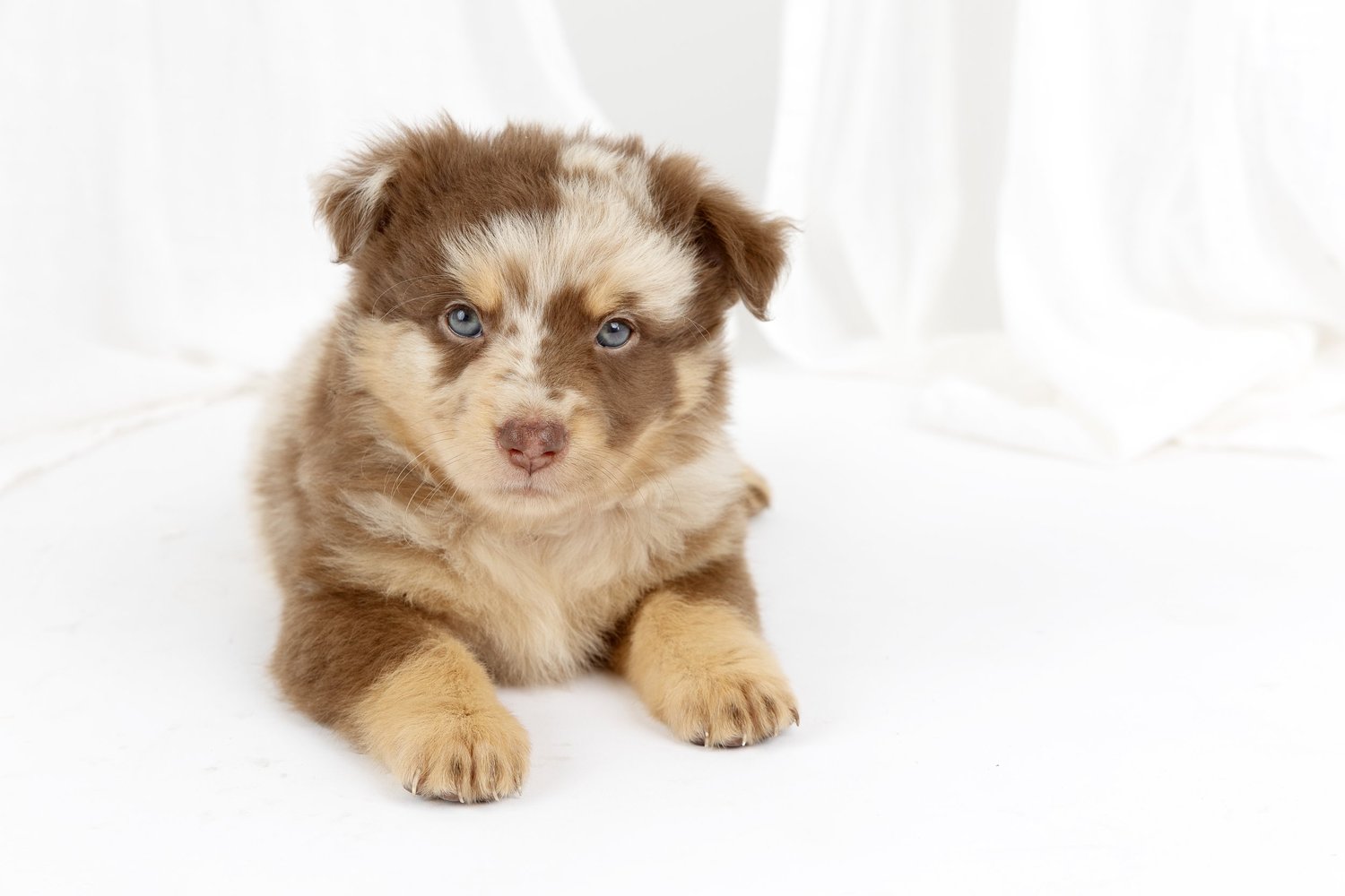 Available Puppies — Fluffy Duffy Puppies