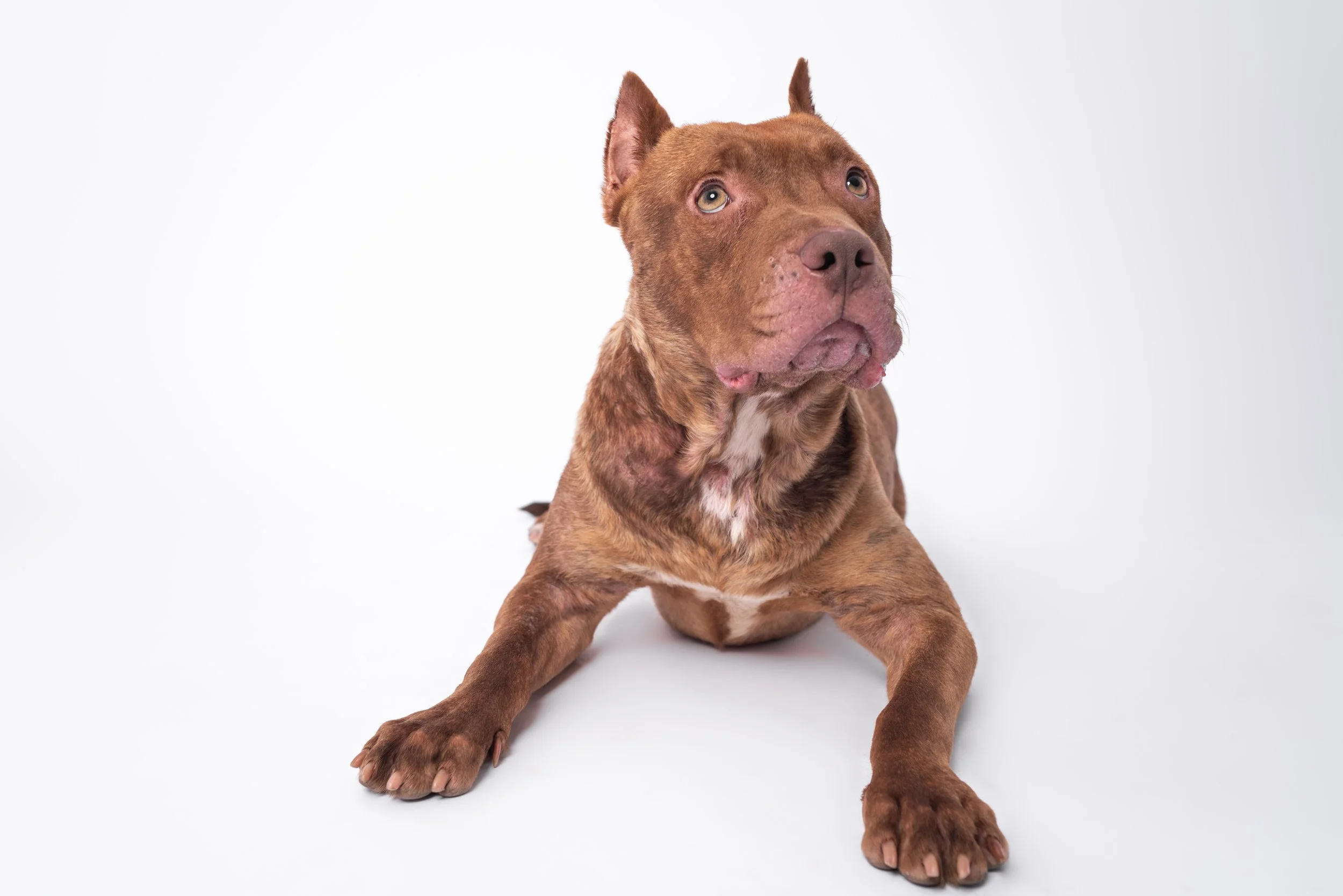 Dog Photographer - Eleven Paws Photography