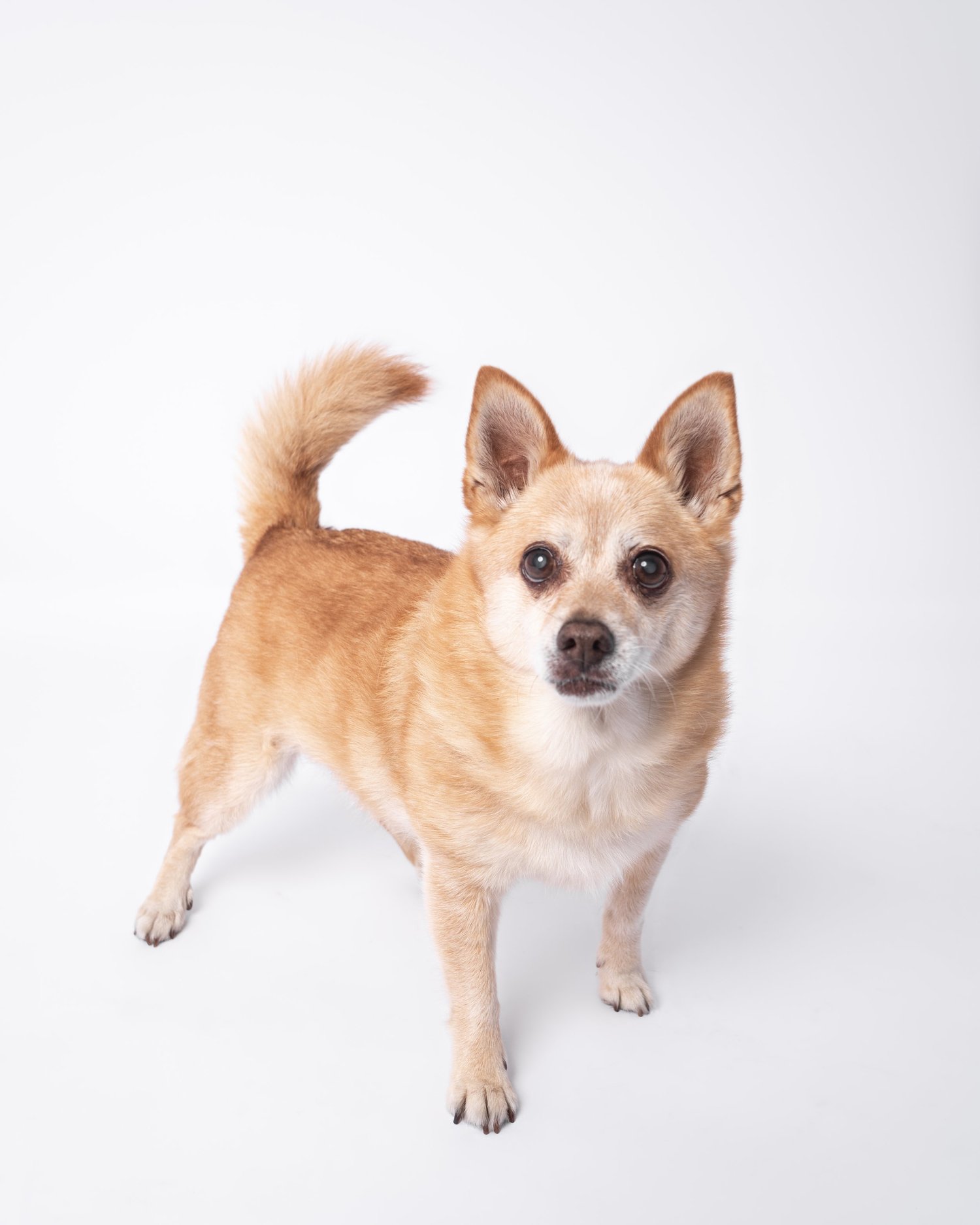 Dog Photographer - Eleven Paws Photography