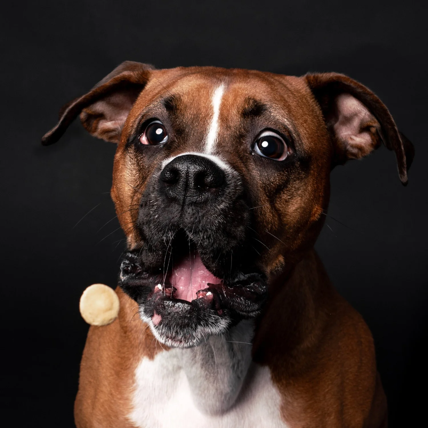 Dog Photographer - Eleven Paws Photography