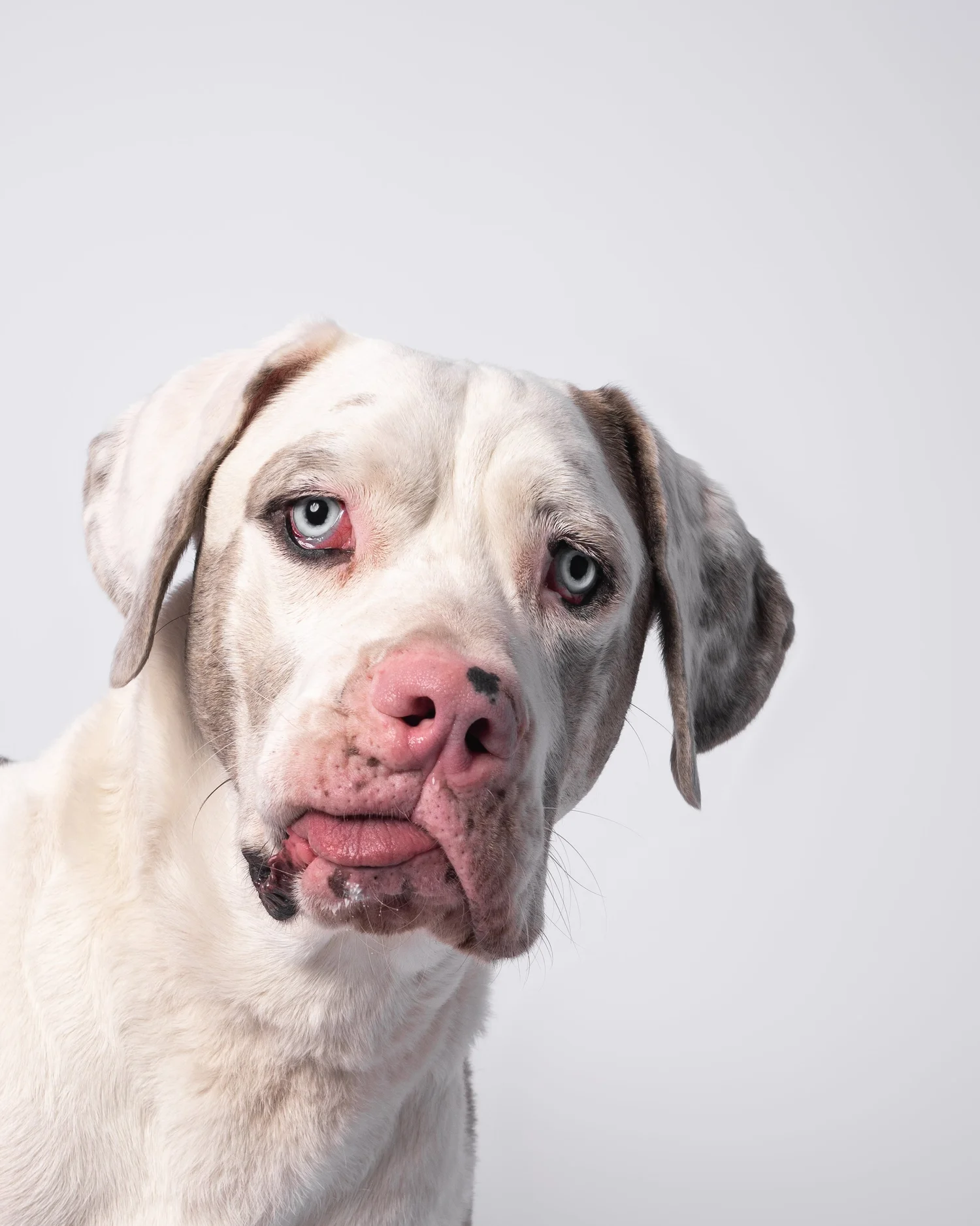 Dog Photographer - Eleven Paws Photography