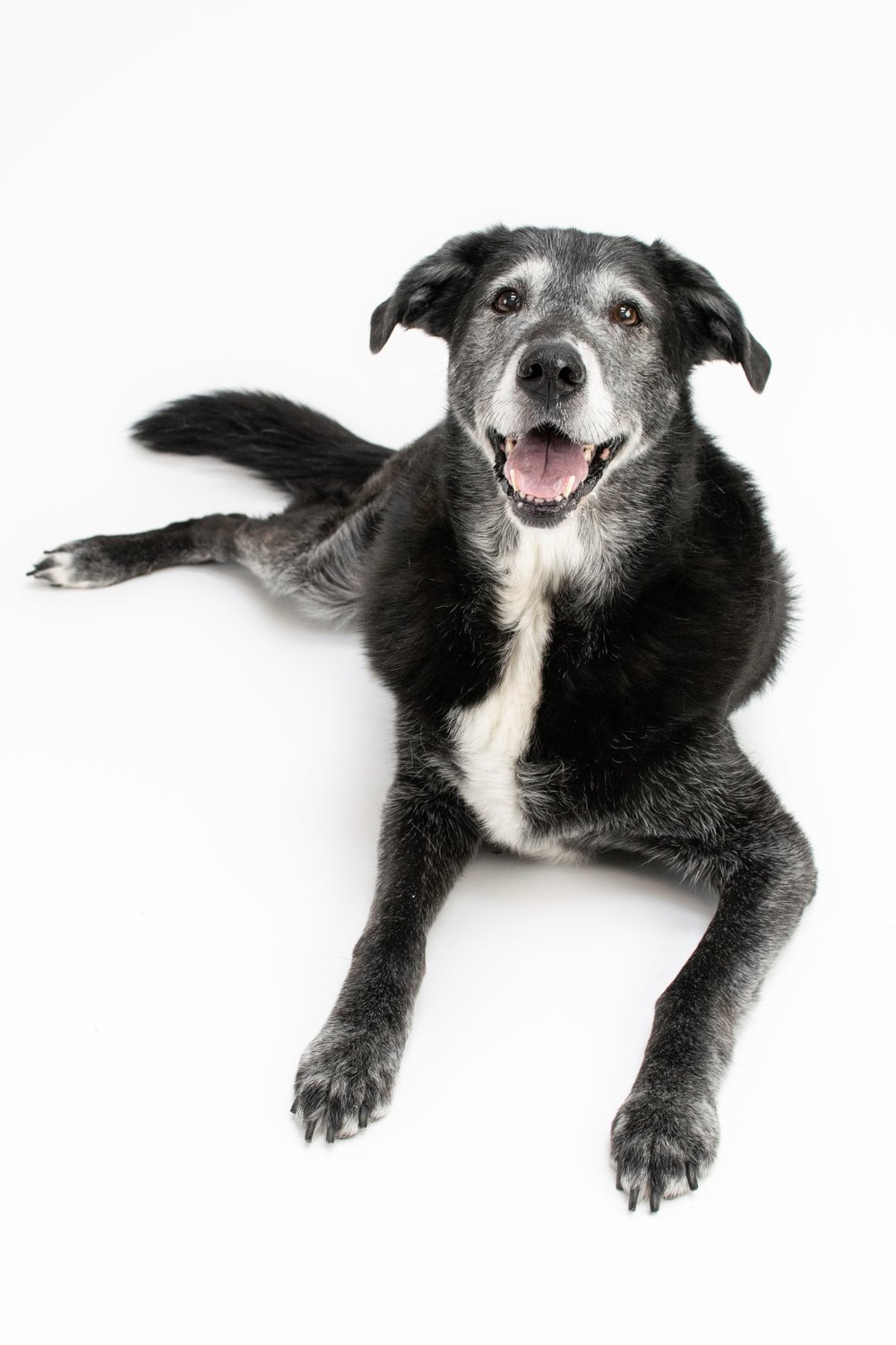 Eleven Paws Photography