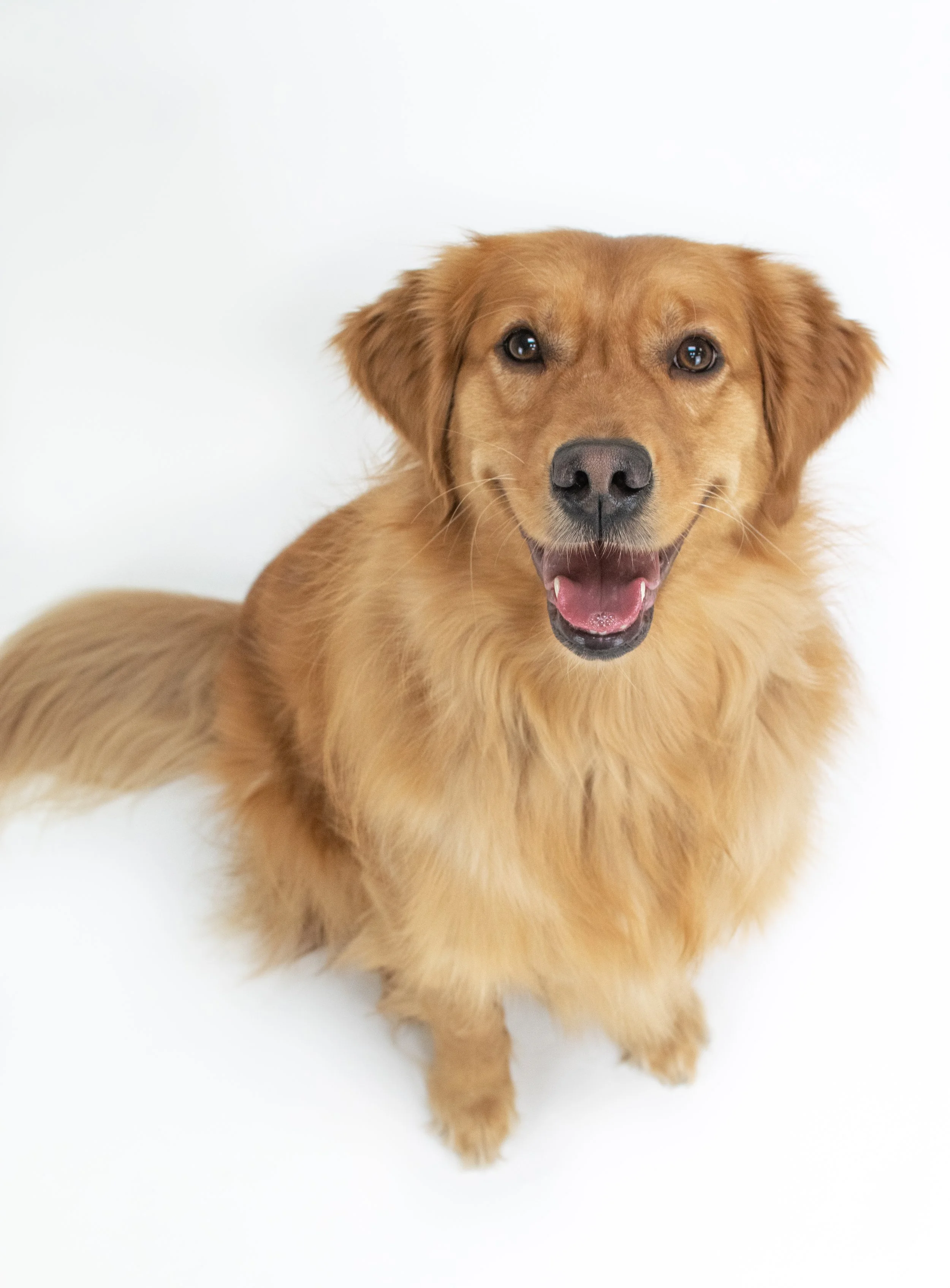 Eleven Paws Photography