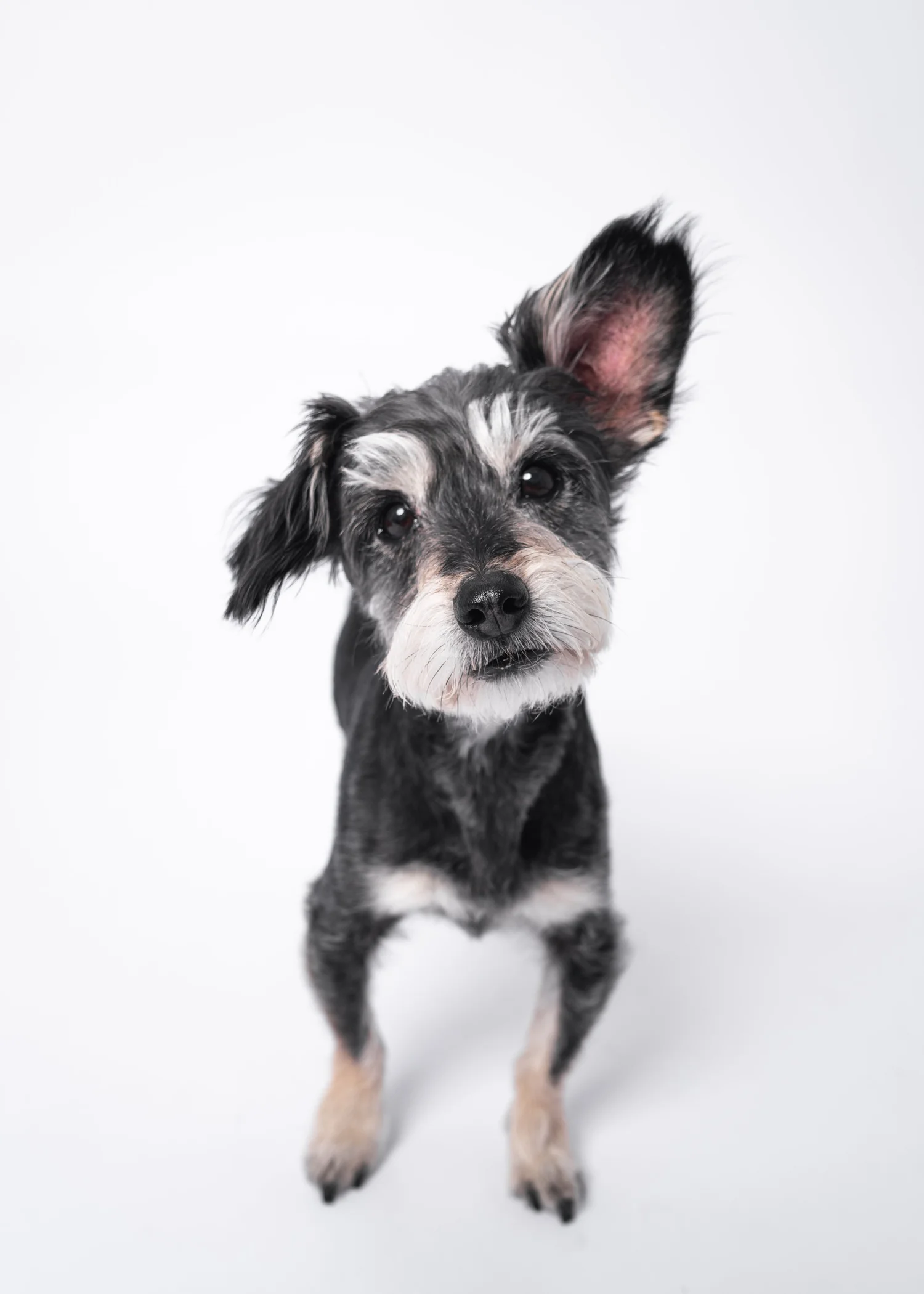 Dog Photographer - Eleven Paws Photography