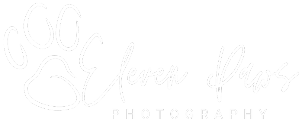 Dog Photographer - Eleven Paws Photography