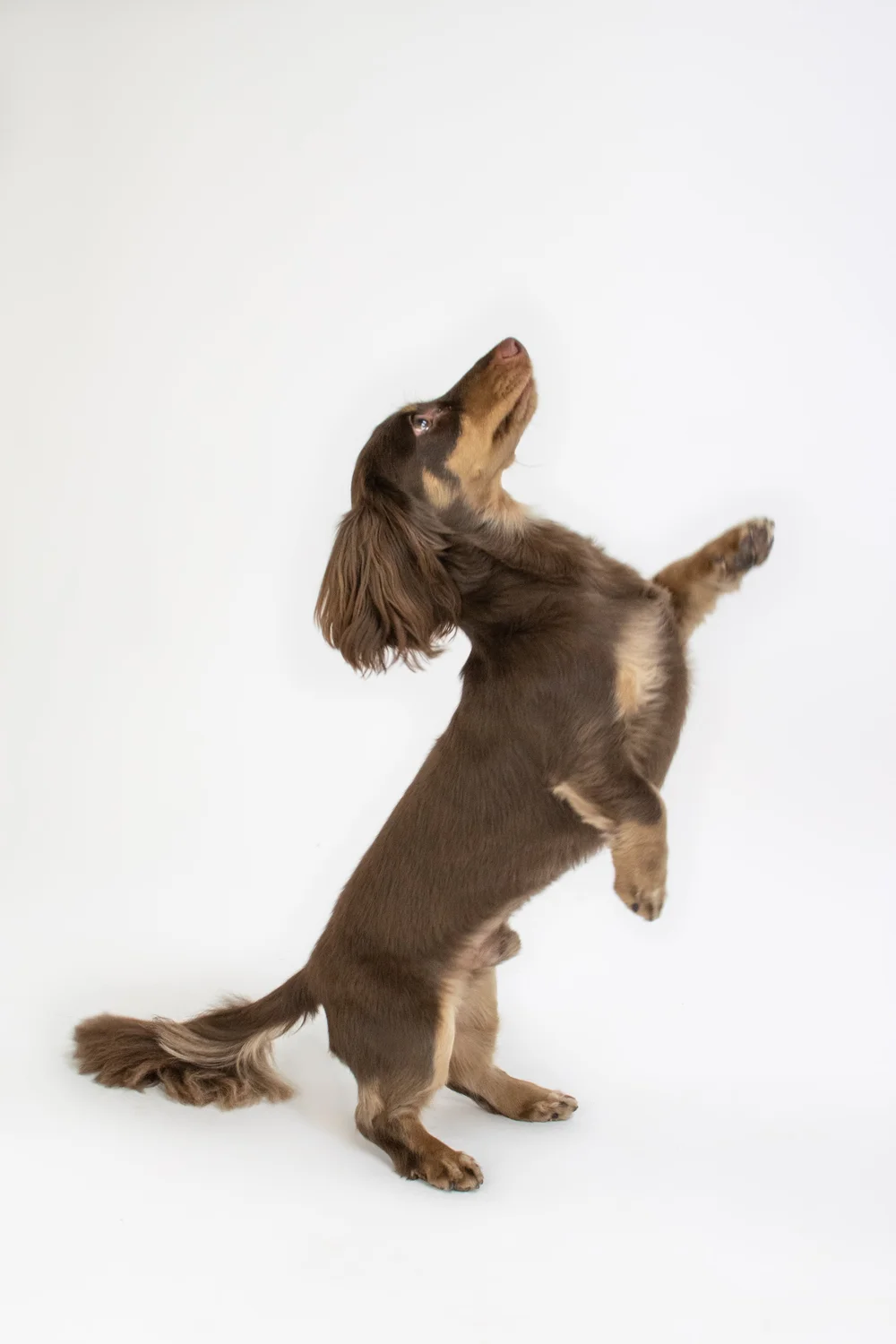 Eleven Paws Photography