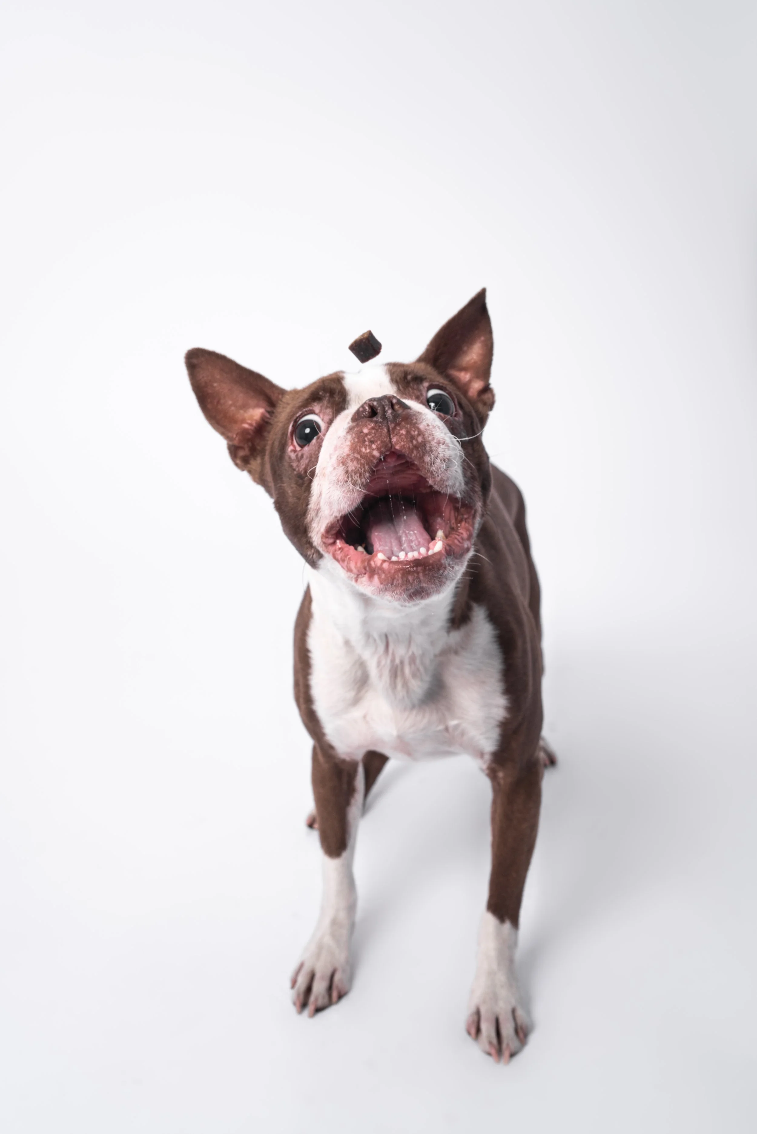 Dog Photographer - Eleven Paws Photography