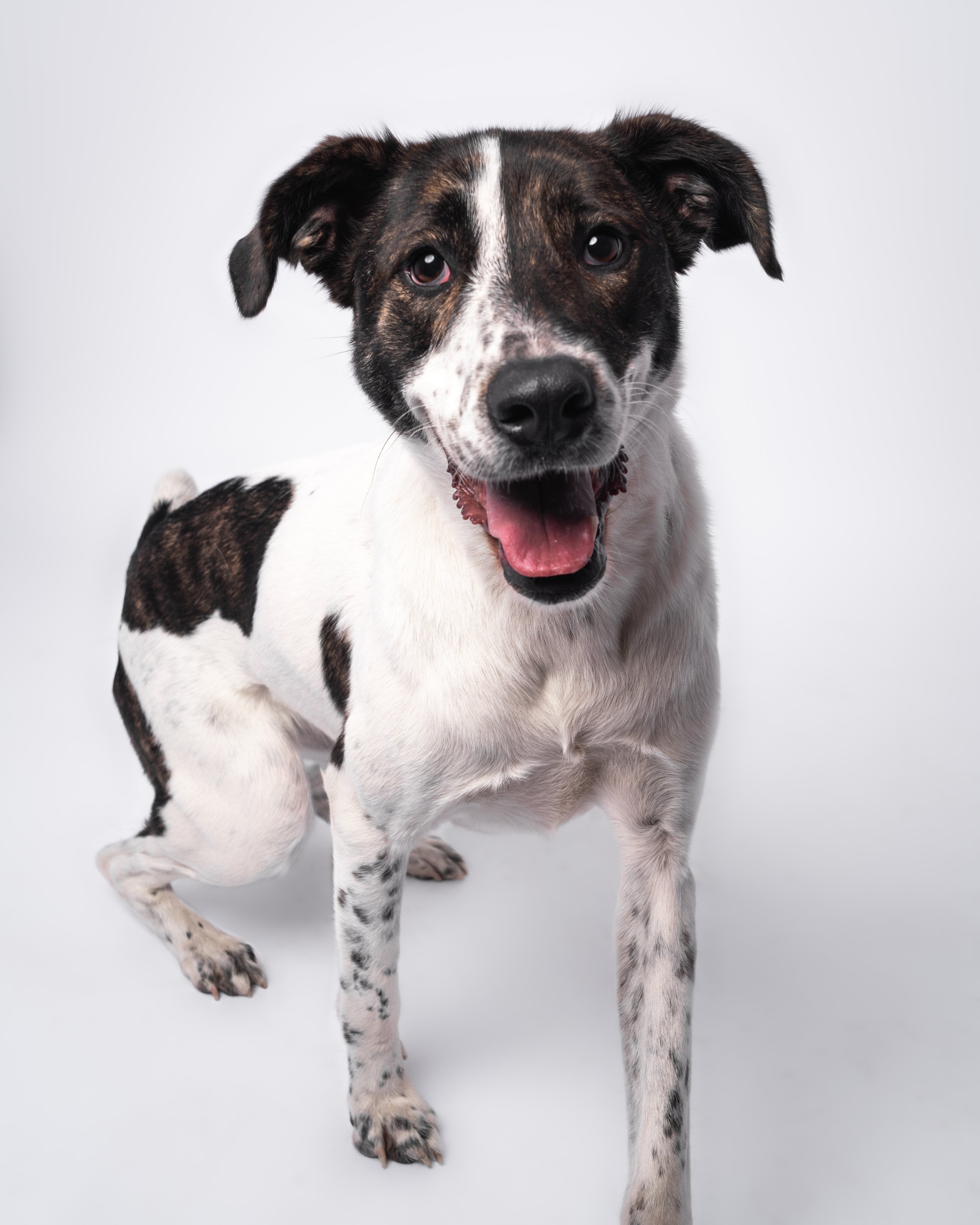 Dog Photographer - Eleven Paws Photography