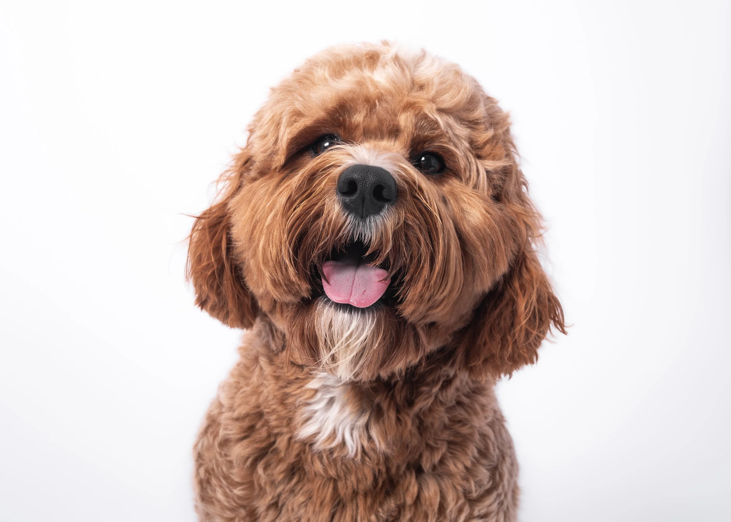 Dog Photographer - Eleven Paws Photography