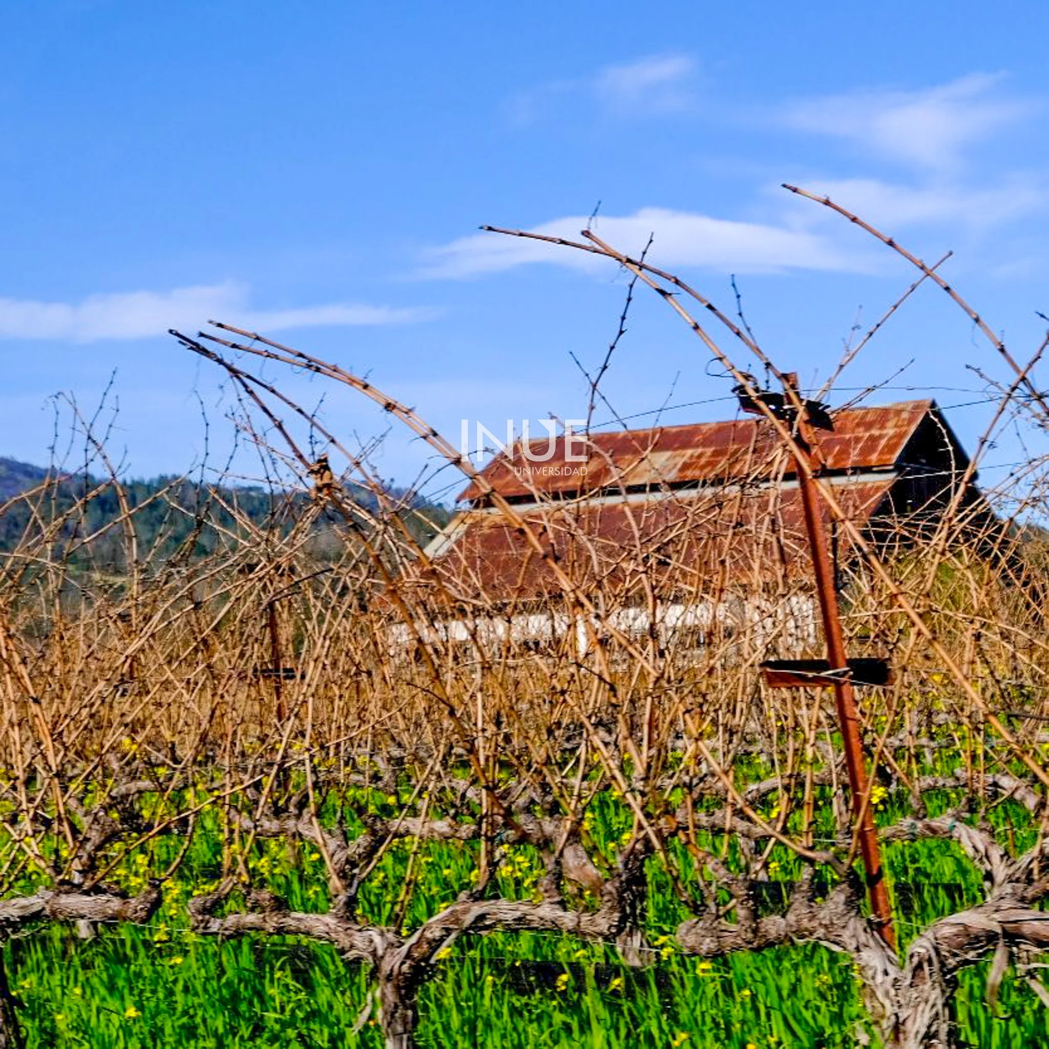 Poda en viñedo, impacto e importancia. — INUE | | Licenciatura ...