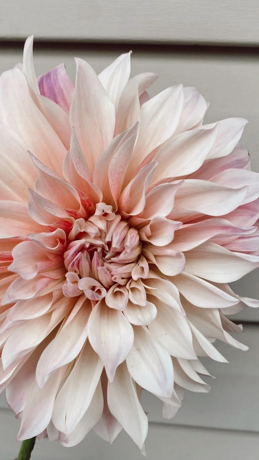 Juniper Rose Floral | Event Floral Design