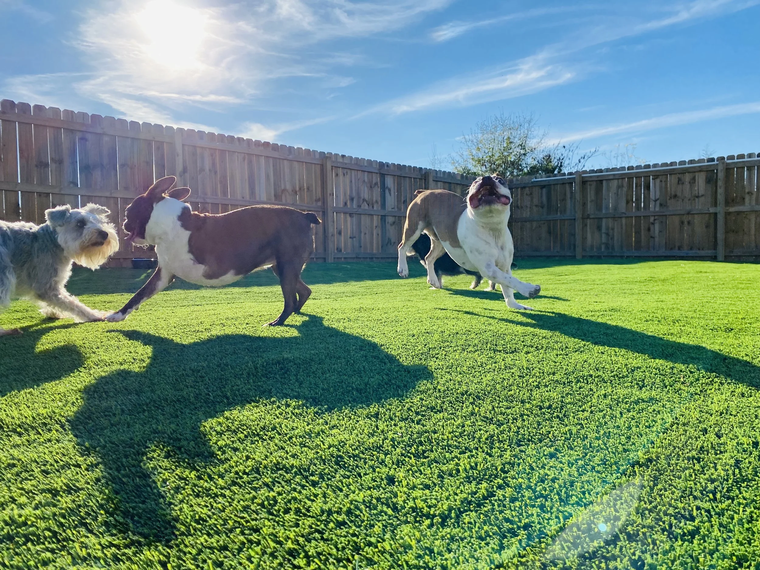 Tails Up Pet Resort & Spaw