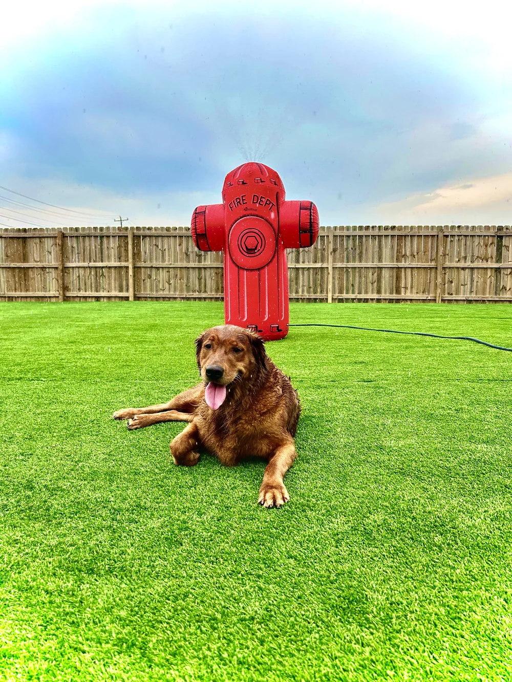 Tails Up Pet Resort & Spaw